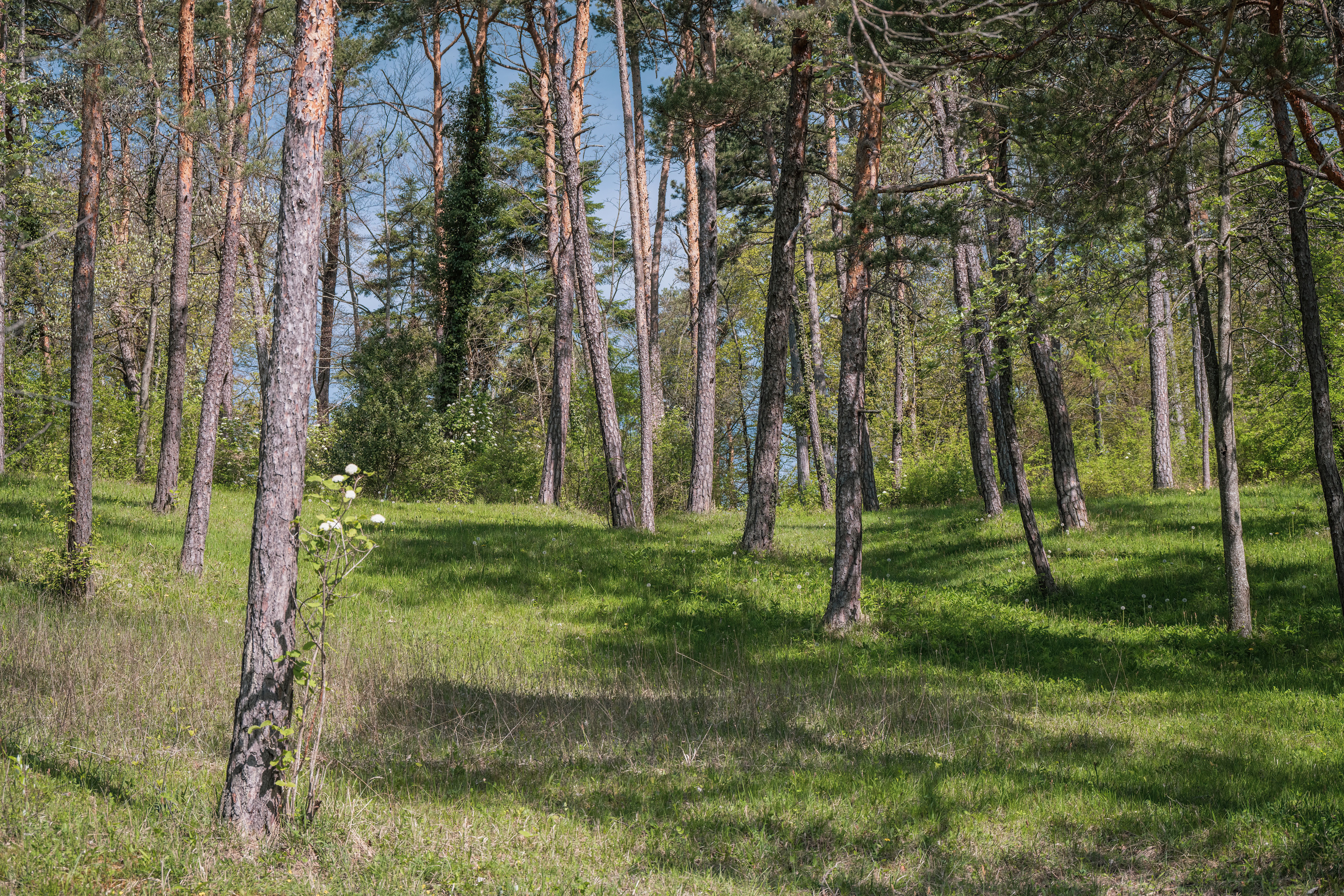 Grove Muur Photos, Download The BEST Free Grove Muur Stock Photos & HD ...