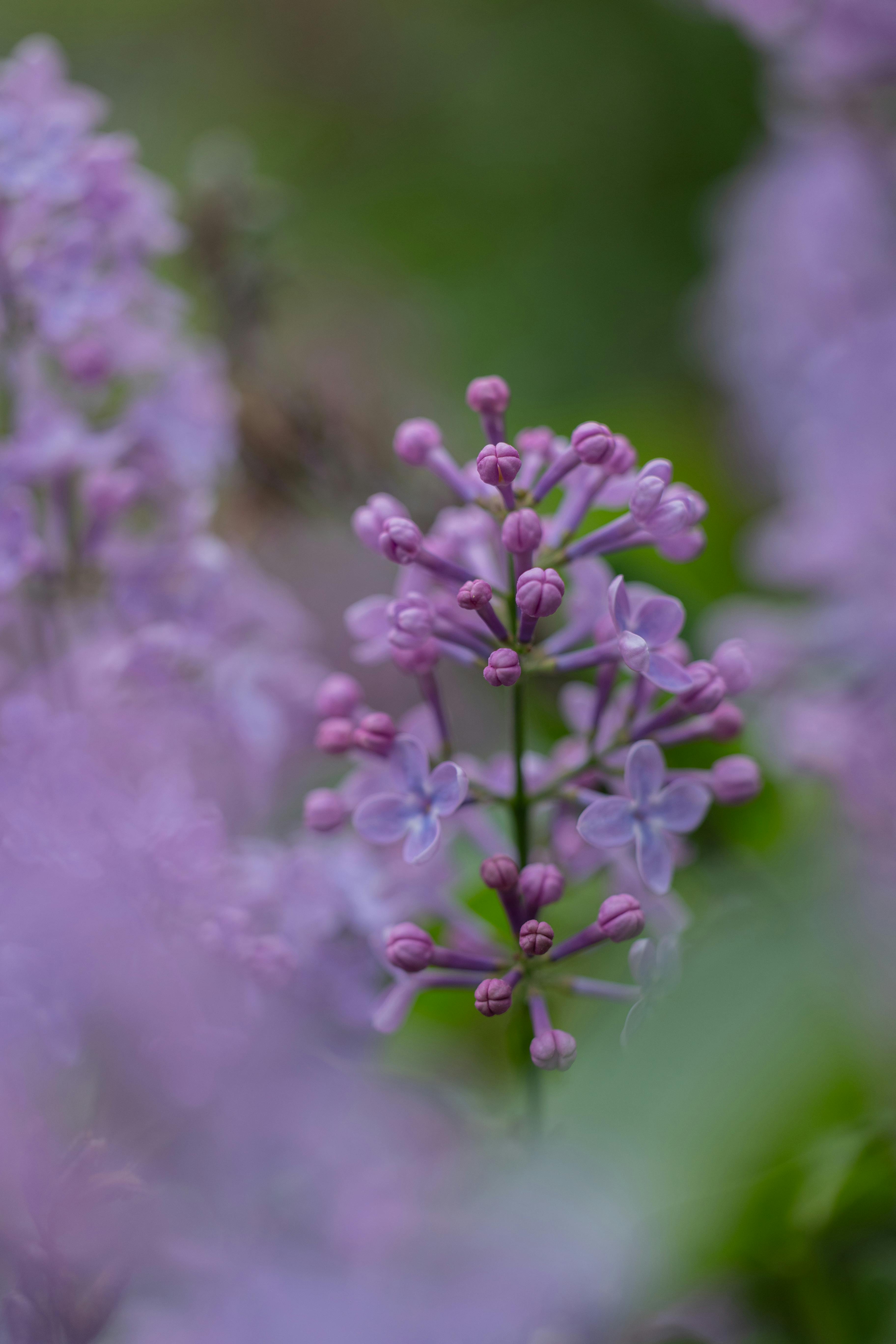 Farge Violet Photos, Download The BEST Free Farge Violet Stock Photos ...