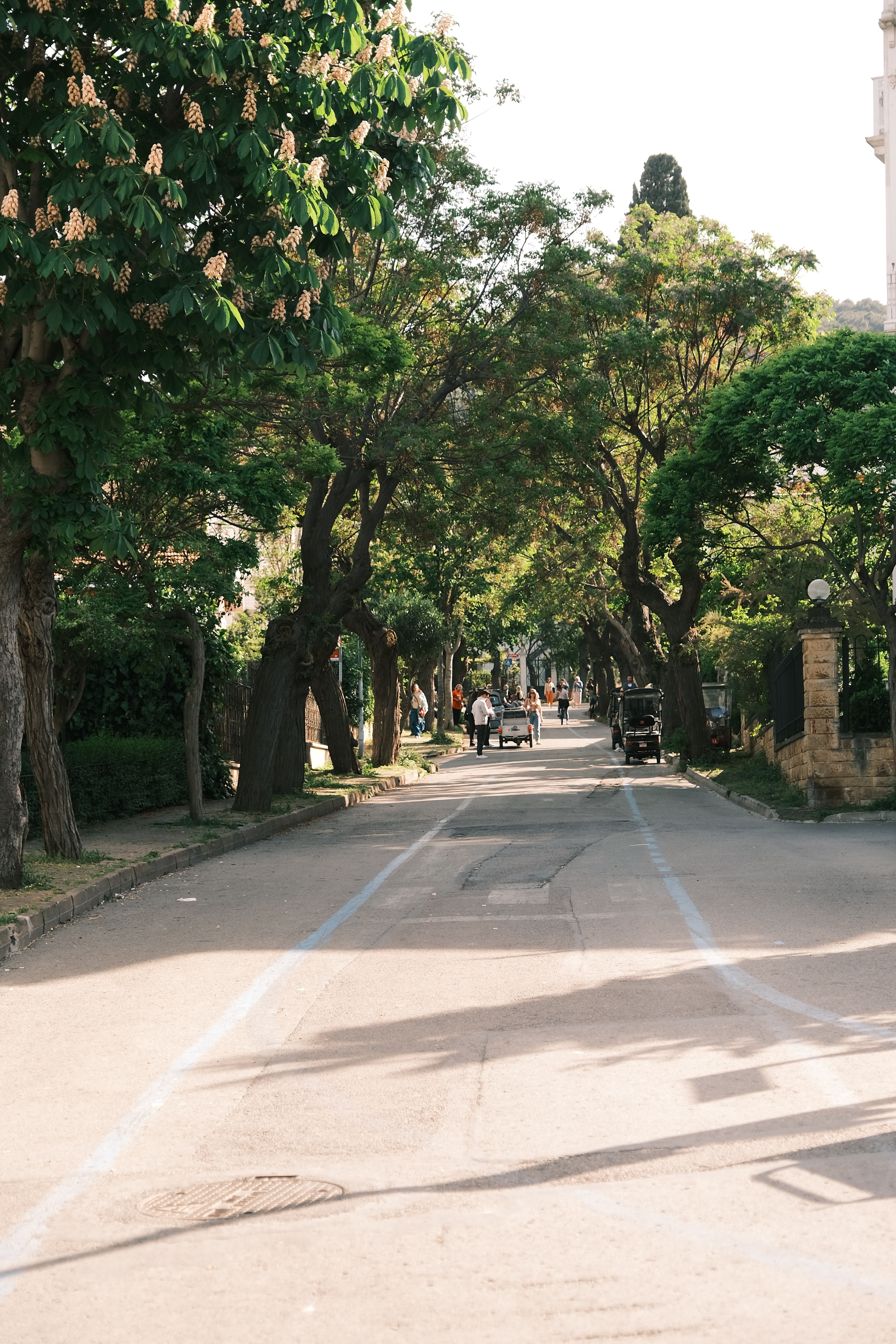 A street with trees and cars on it · Free Stock Photo