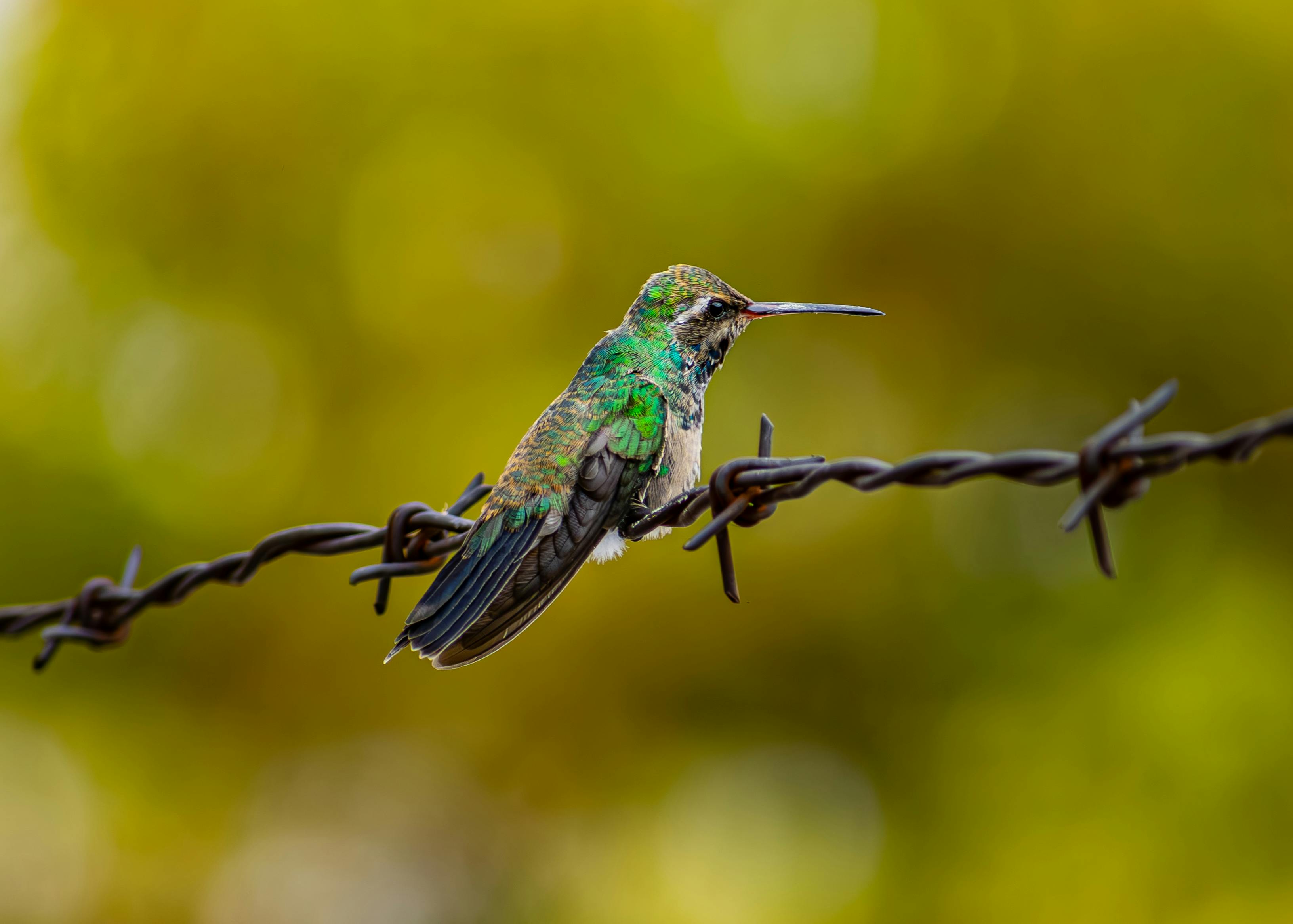 Hummingbird on a Wire · Free Stock Photo