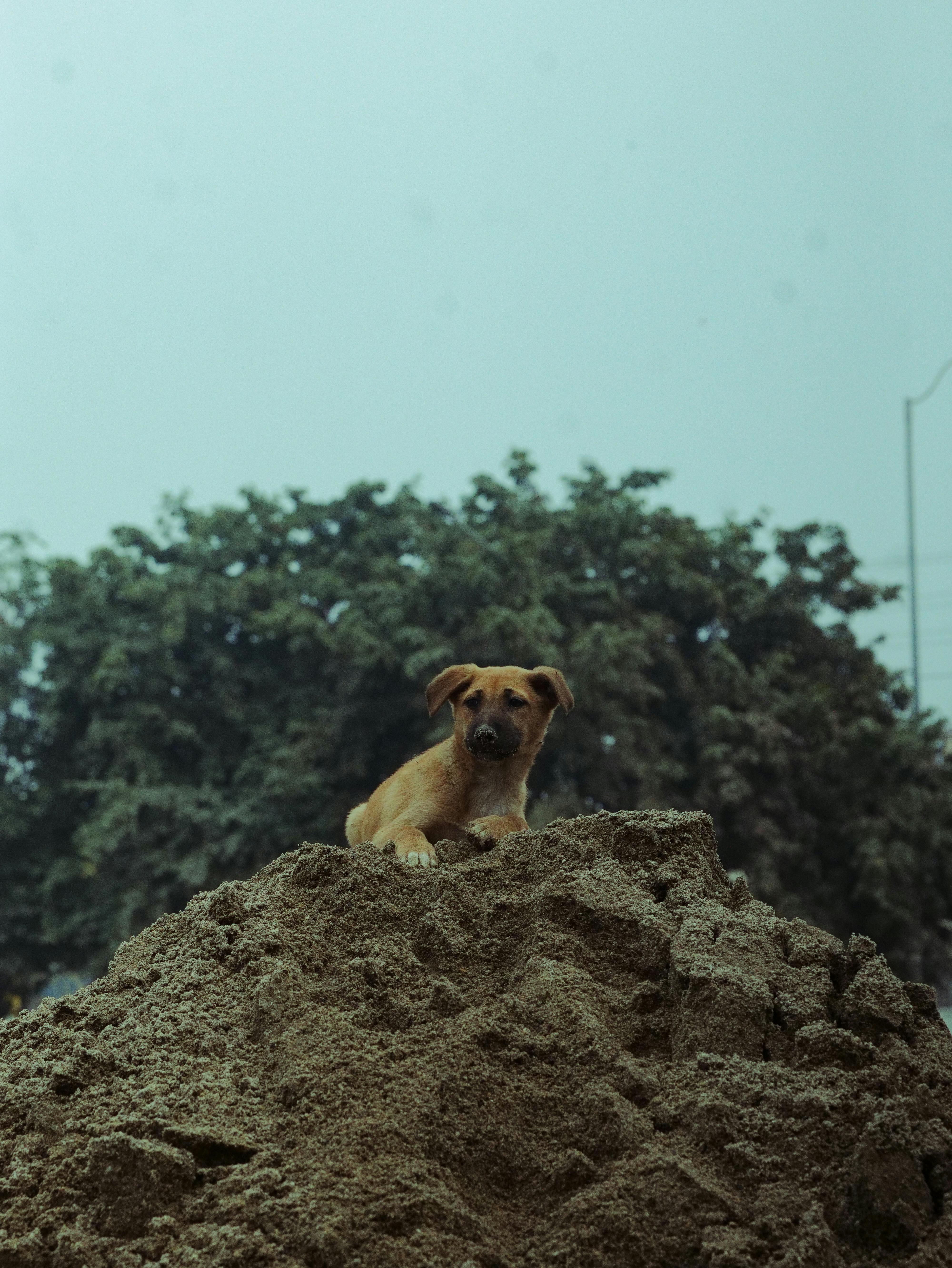 Askal Dog Laying on a Rock Against a Tree · Free Stock Photo