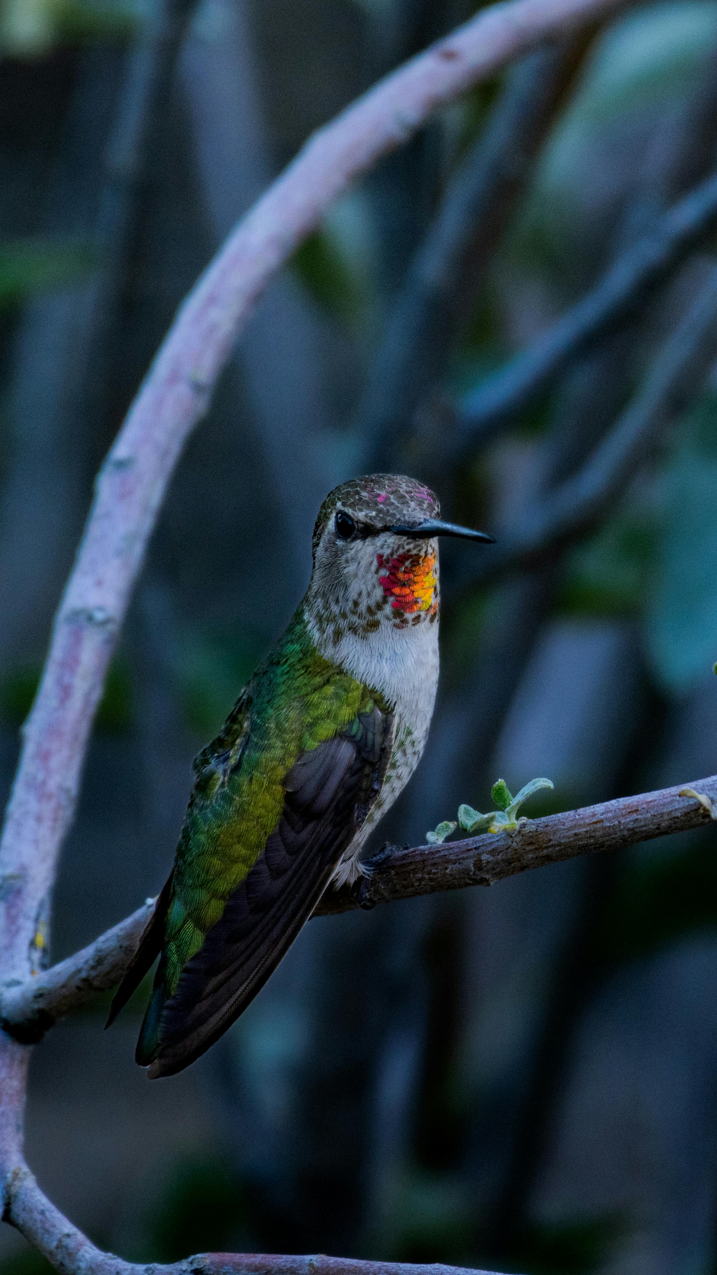 Hummingbird Perching on a Twig · Free Stock Photo