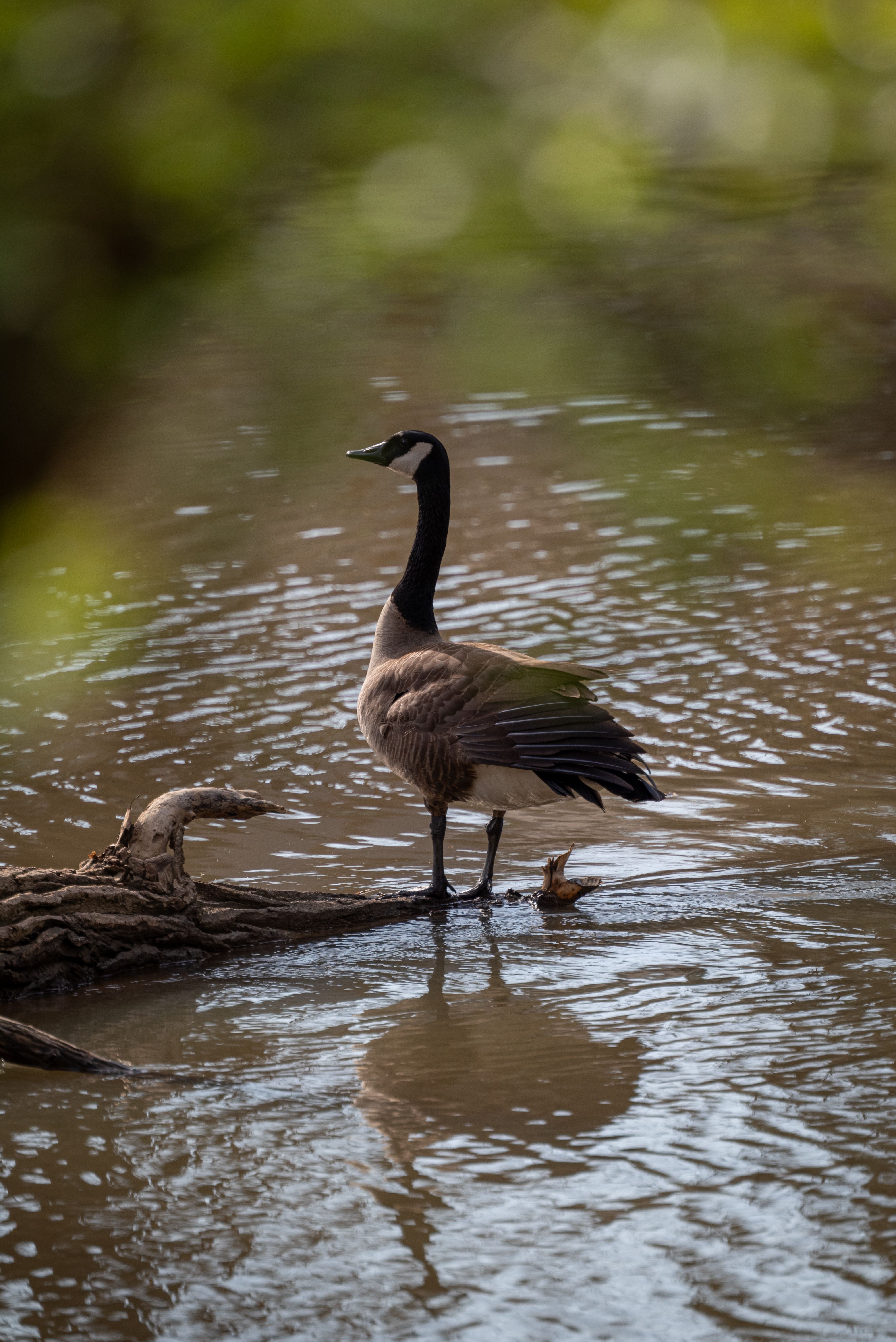 A goose and duck are standing in the water · Free Stock Photo