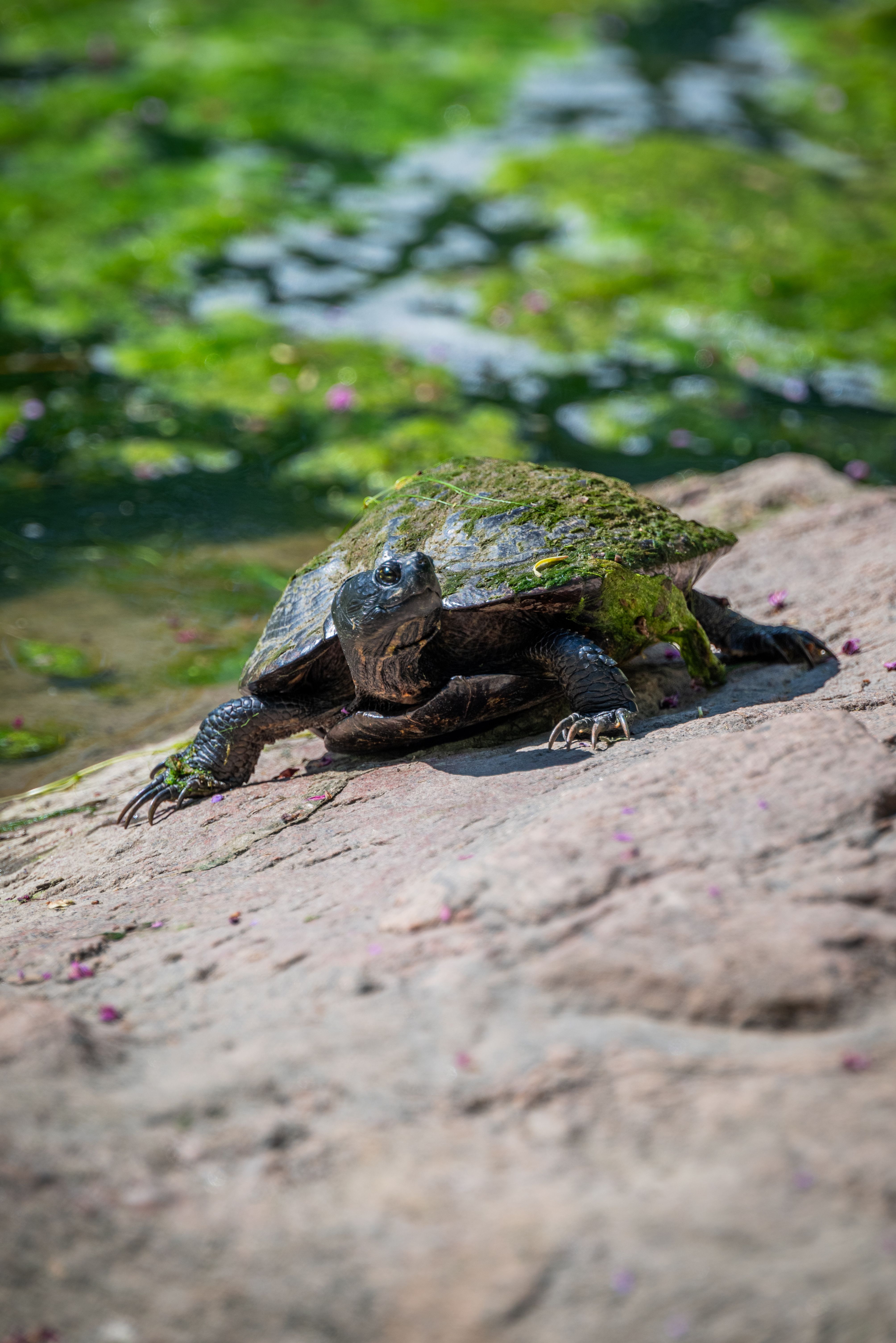 Turtle on Rock by Water · Free Stock Photo