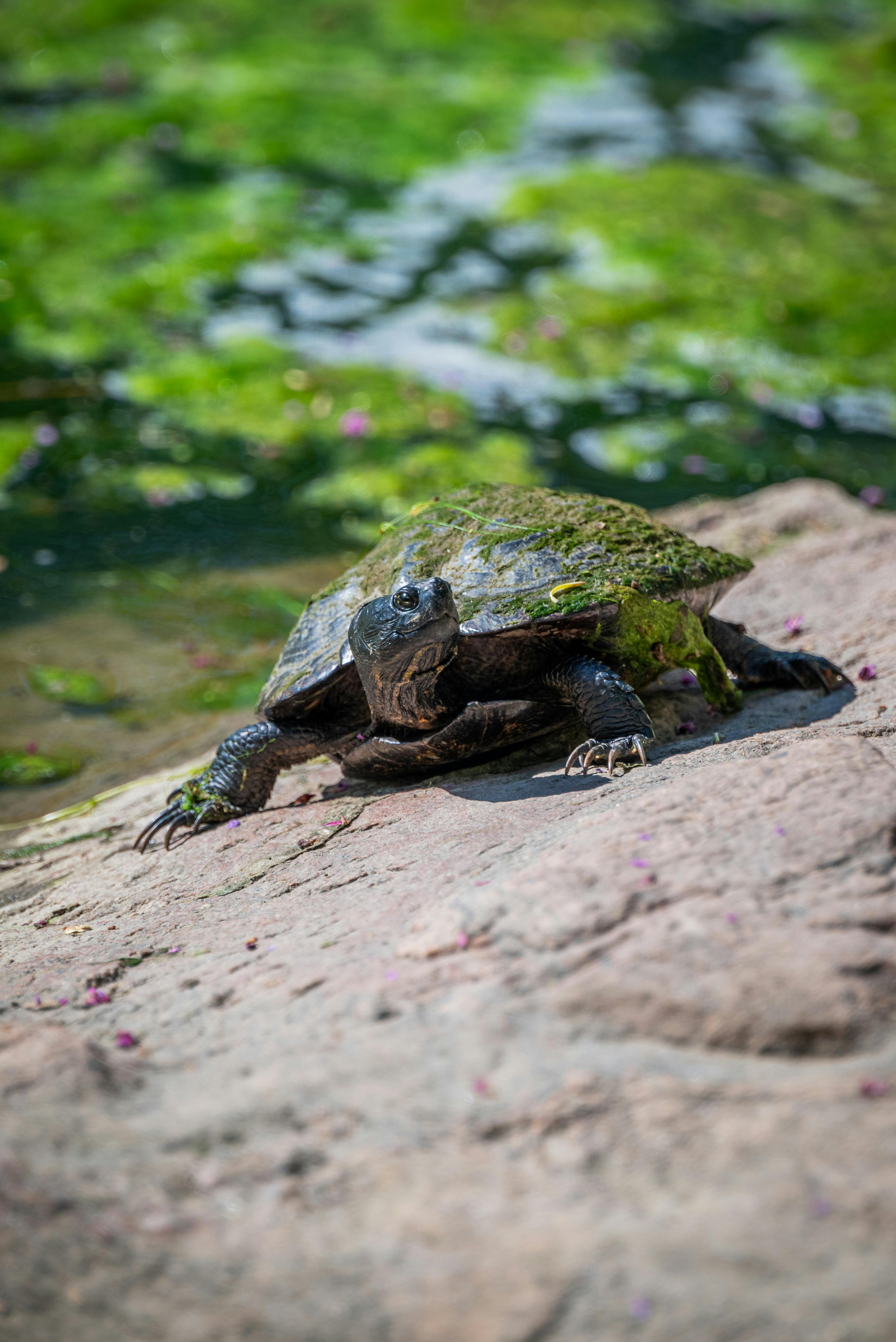 Turtle on Rock · Free Stock Photo
