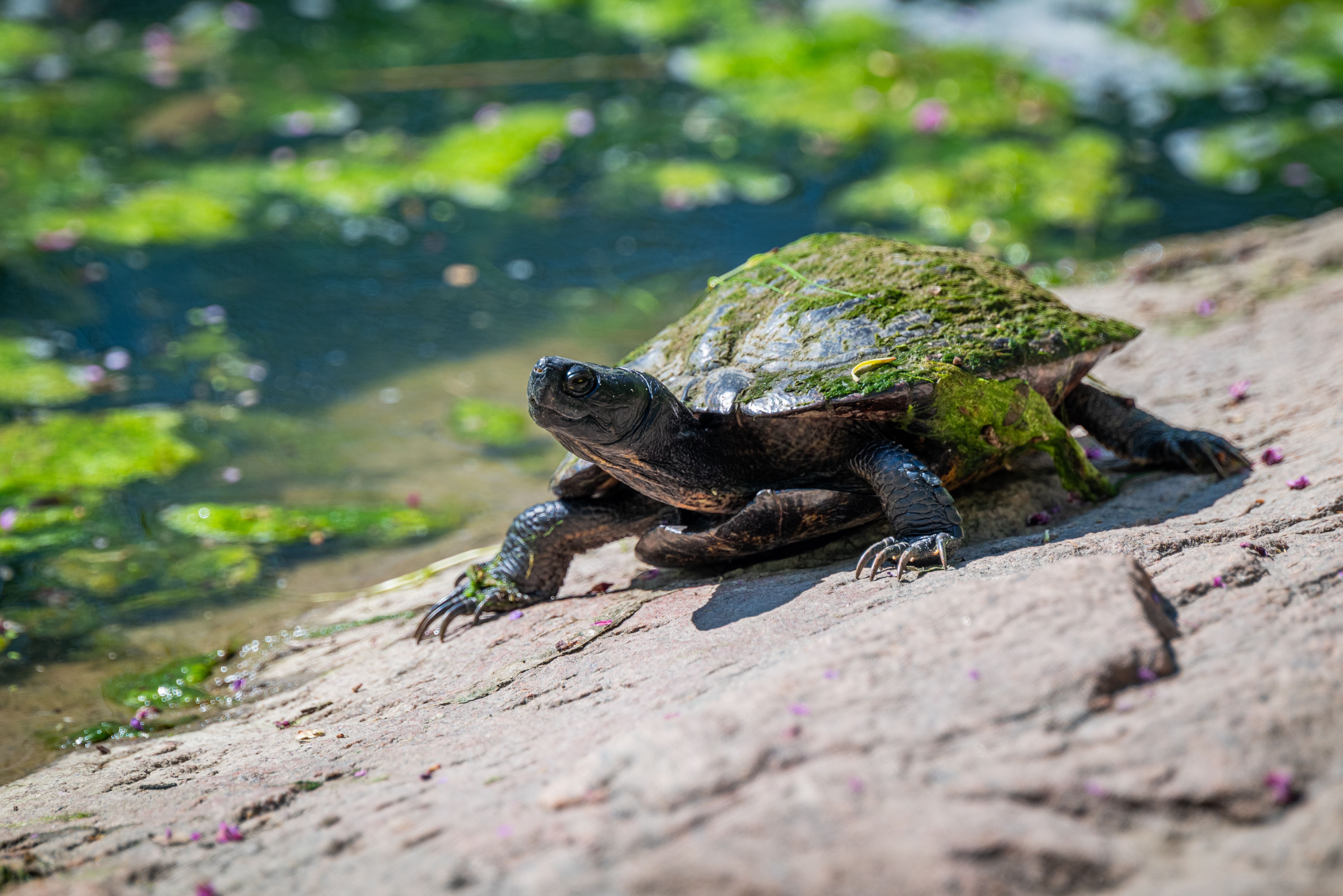 Turtle Walking on Rock · Free Stock Photo