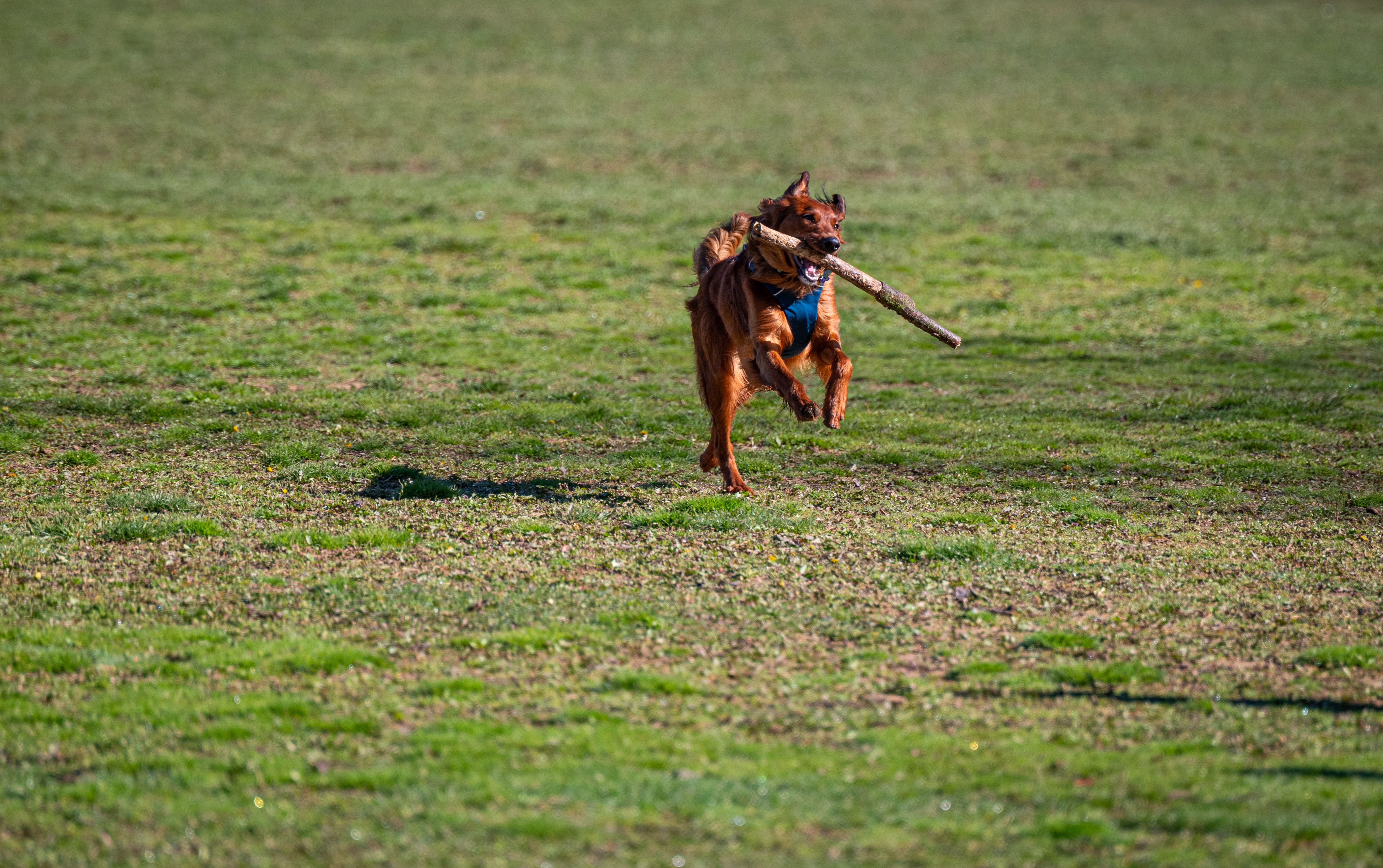 A dog running with a stick in its mouth · Free Stock Photo