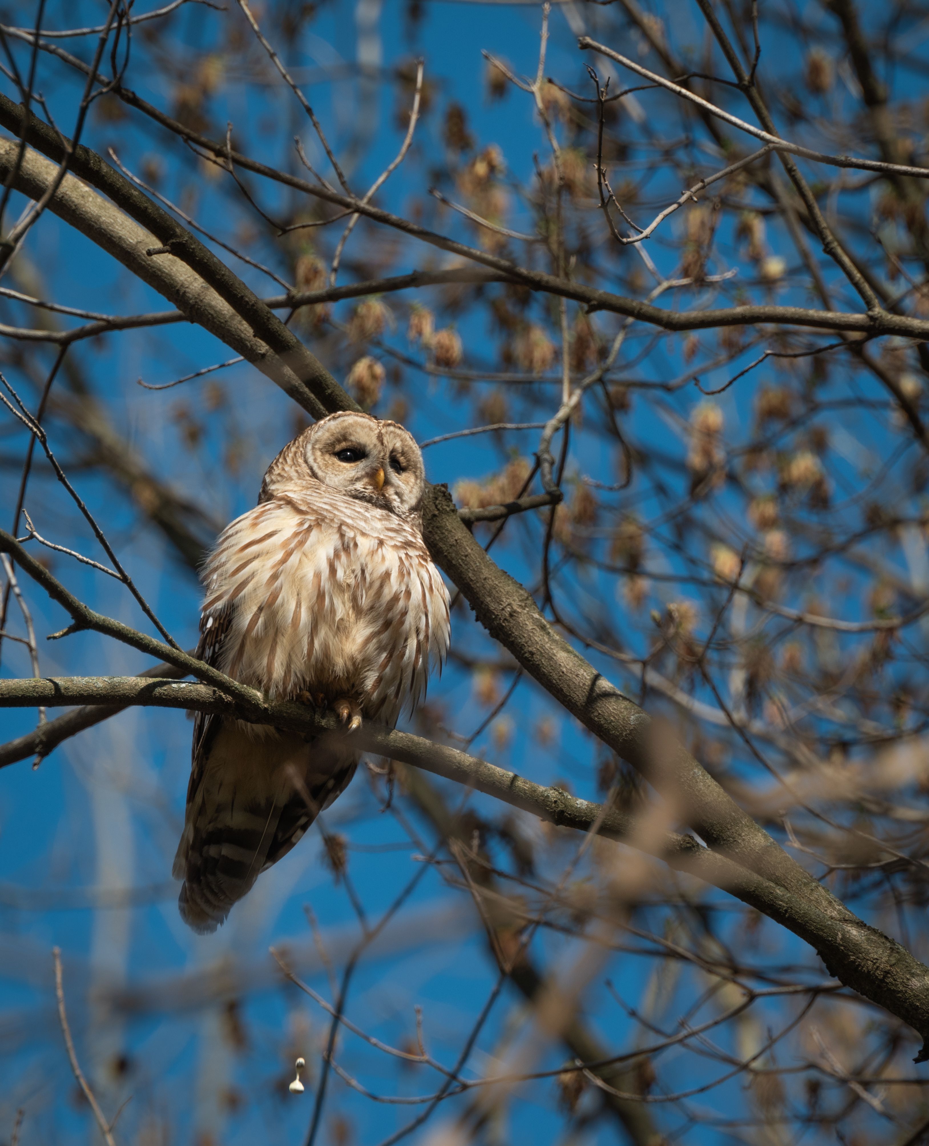 White Owl Perching on Tree · Free Stock Photo