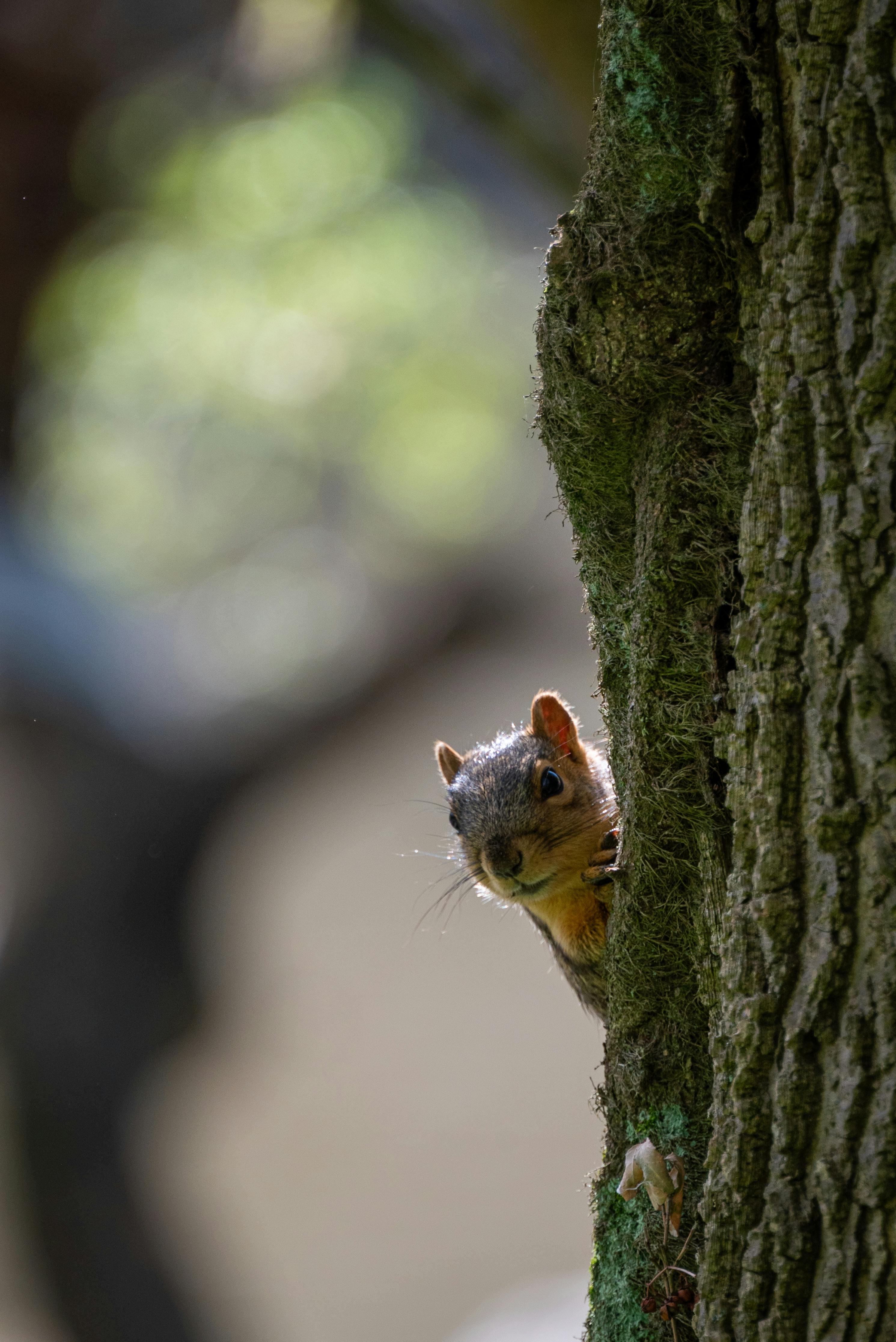 A squirrel peeks out from behind a tree · Free Stock Photo