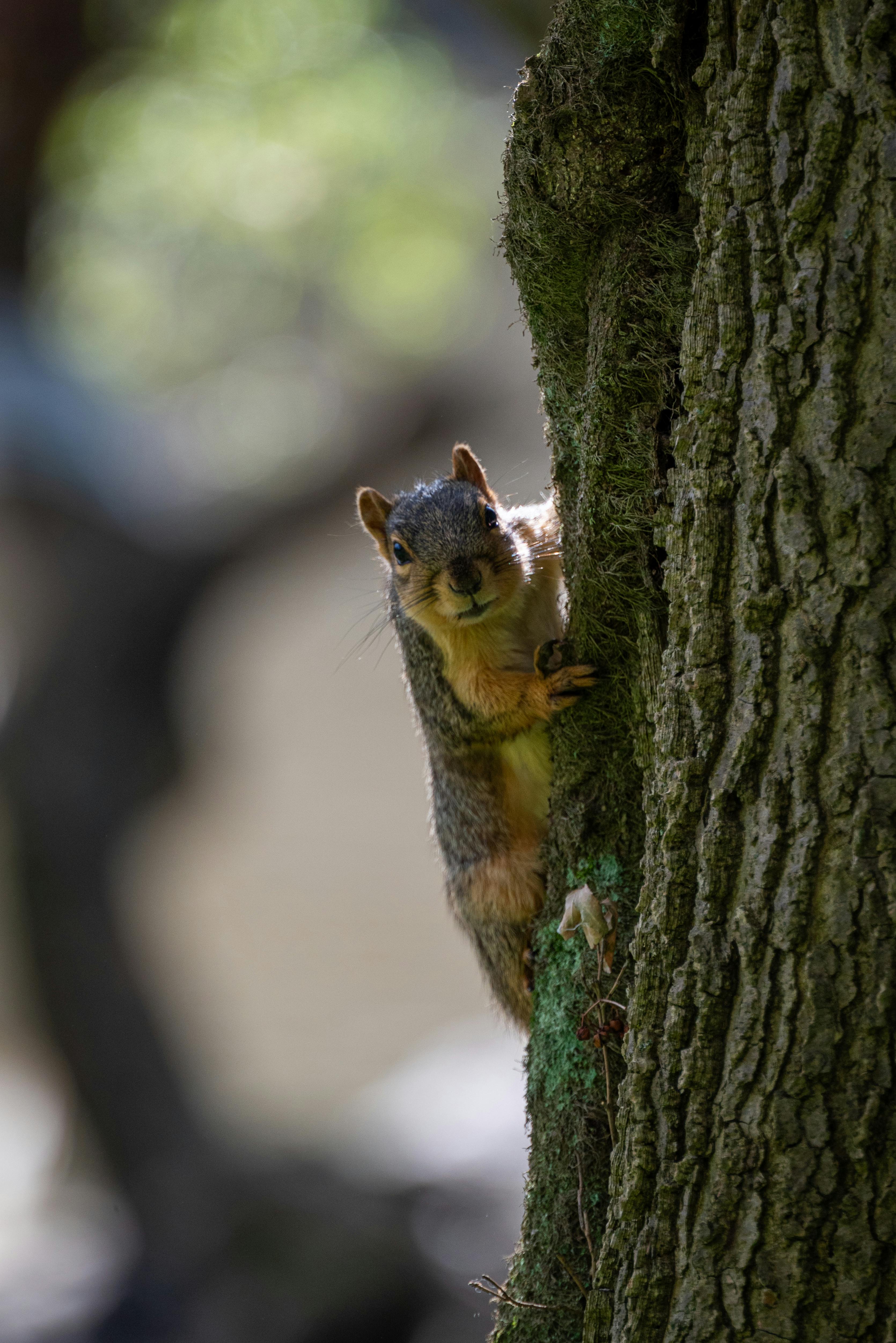 Fox Squirrel Climbing Up a Tree Trunk · Free Stock Photo