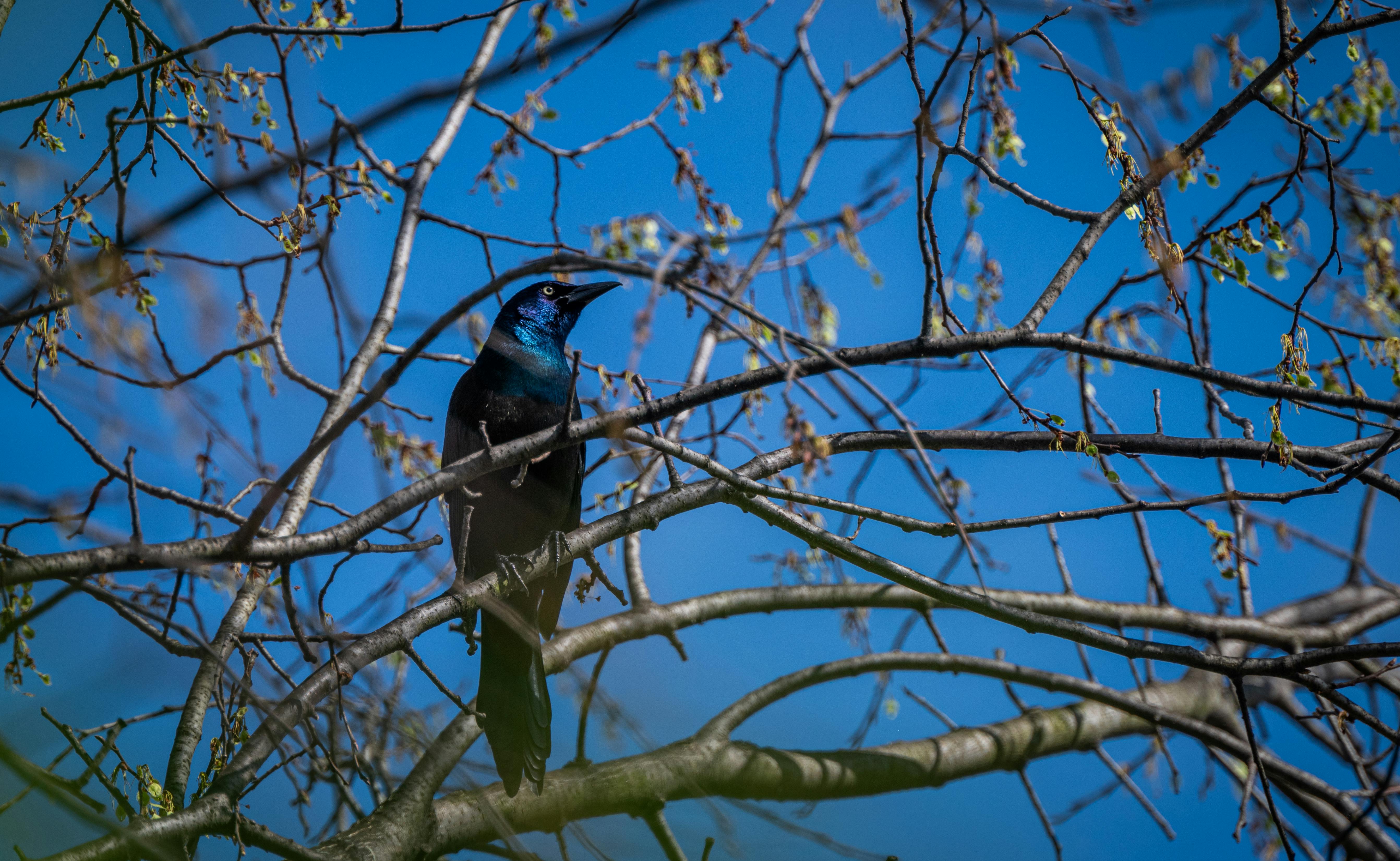 A black bird perched on a tree branch · Free Stock Photo
