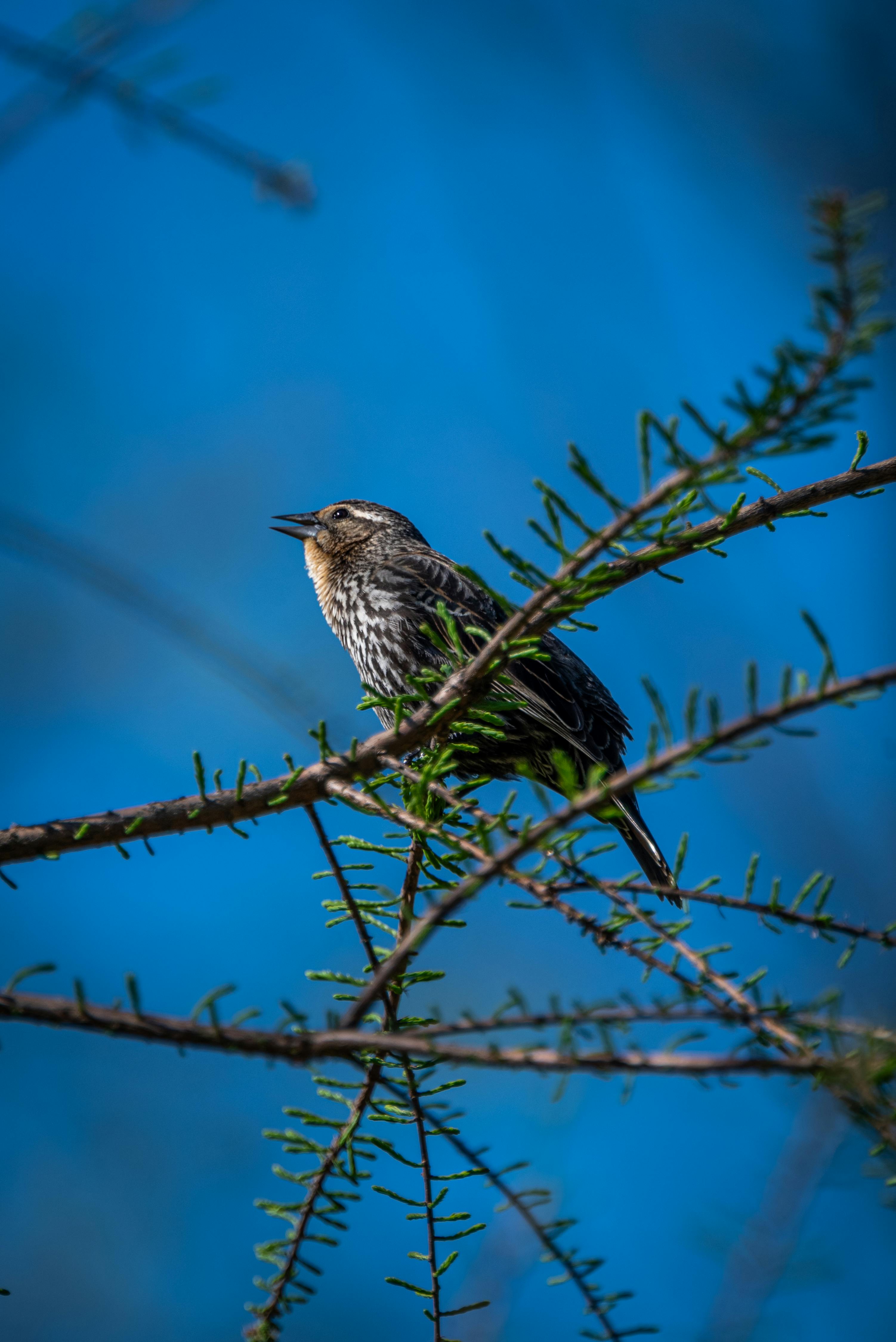 Redwing Perching on Conifer Tree · Free Stock Photo