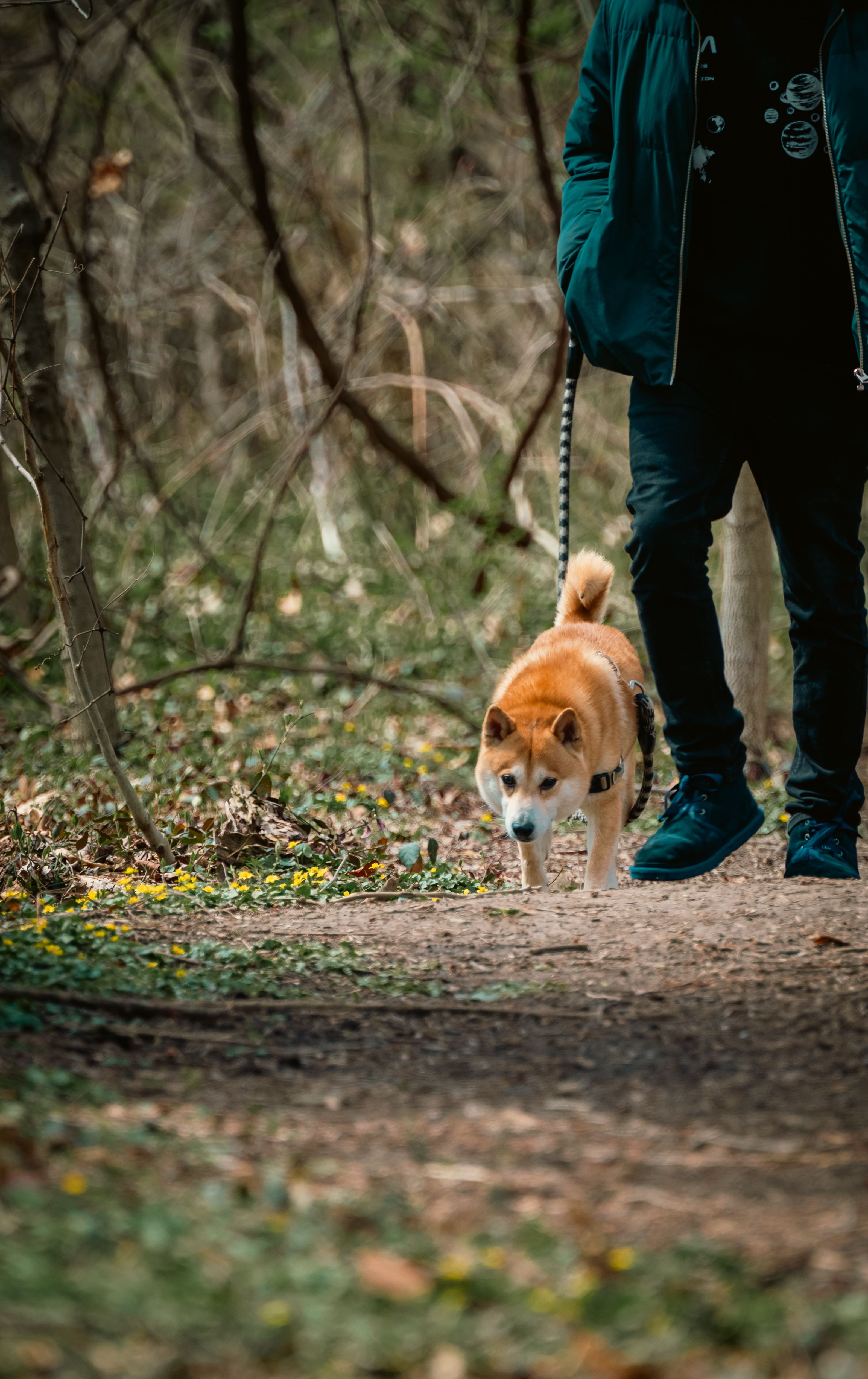 Person Walking Dog in Forest · Free Stock Photo