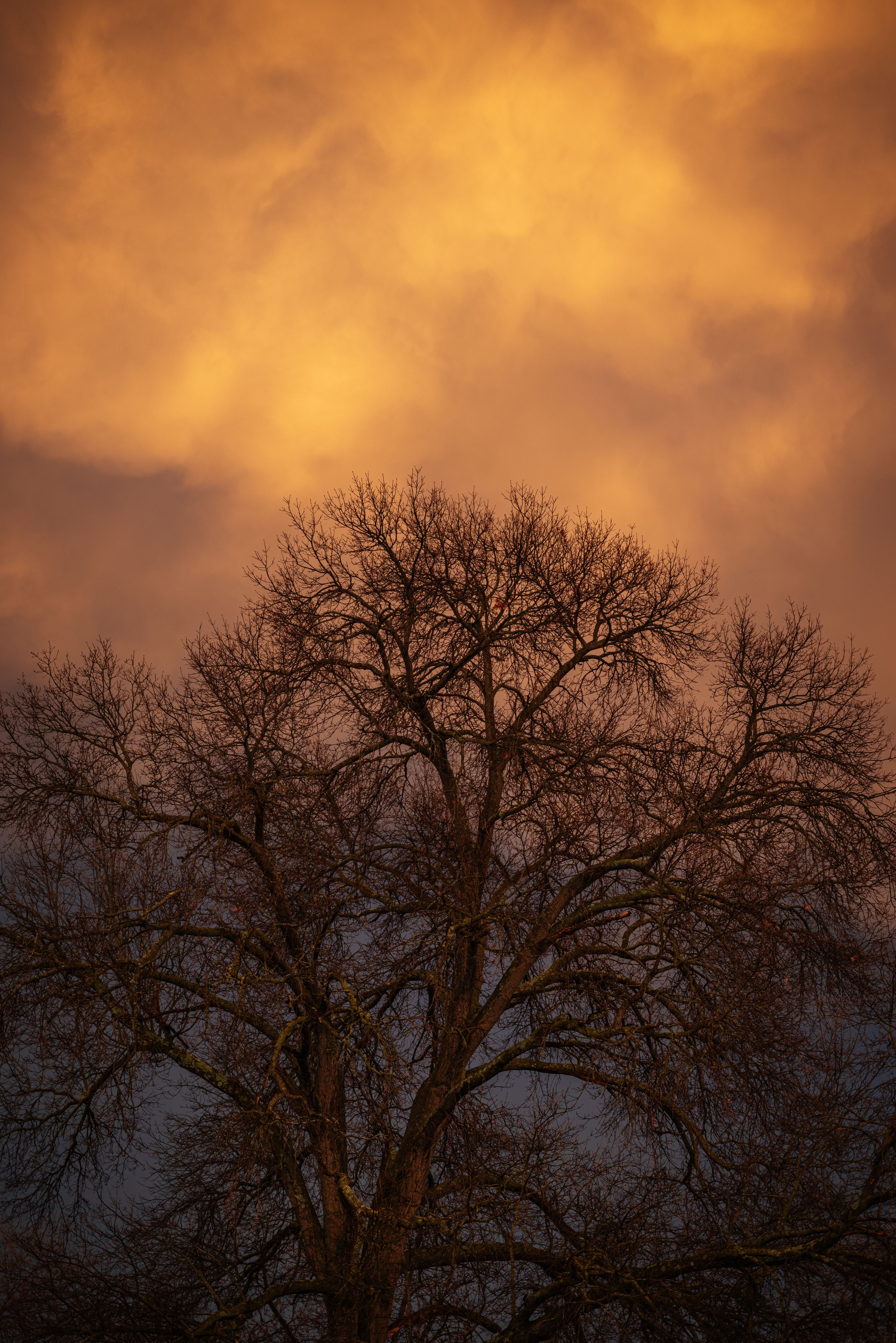 View of a Leafless Tree at Sunset · Free Stock Photo