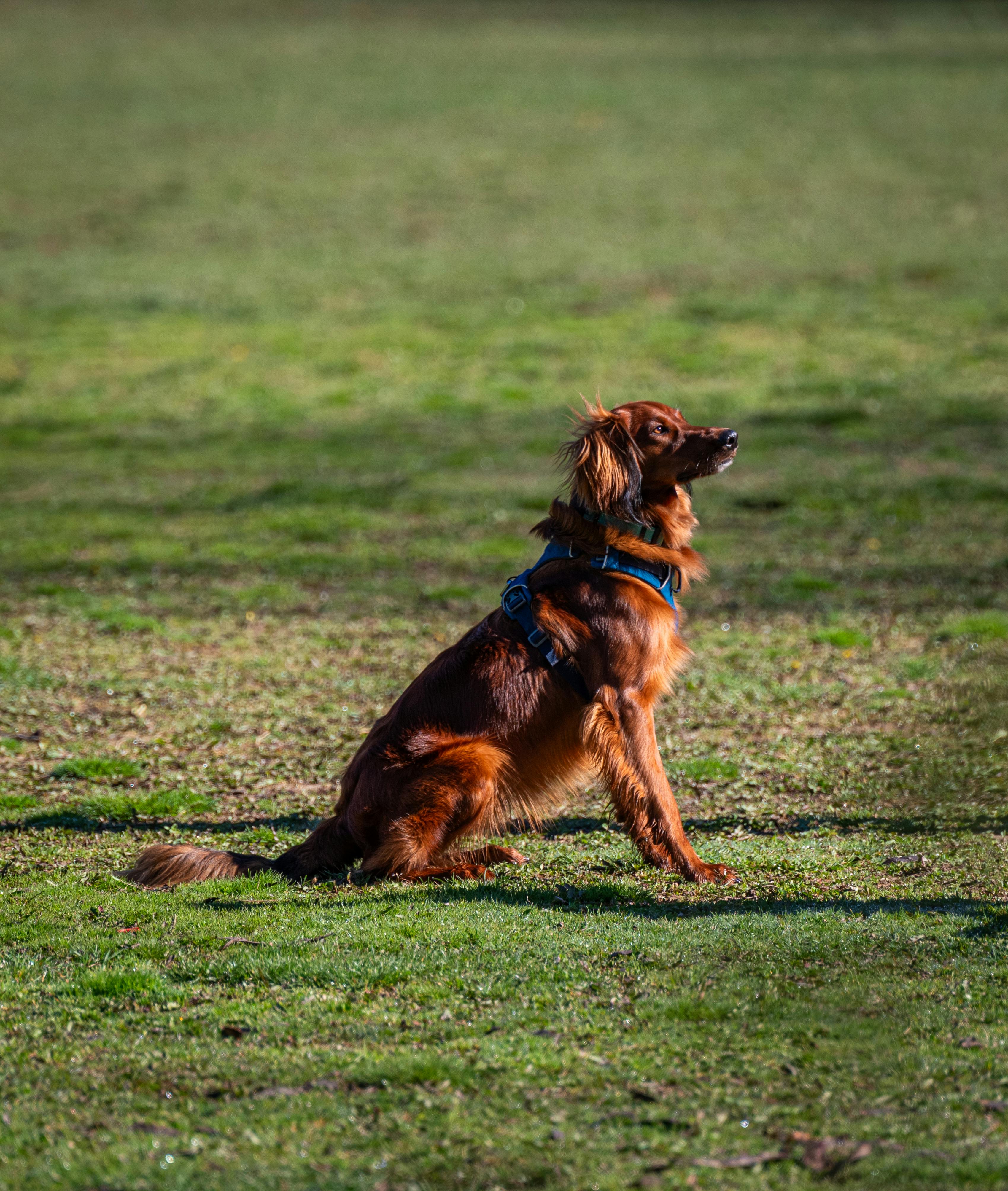 Irish Setter Sitting on Grass · Free Stock Photo
