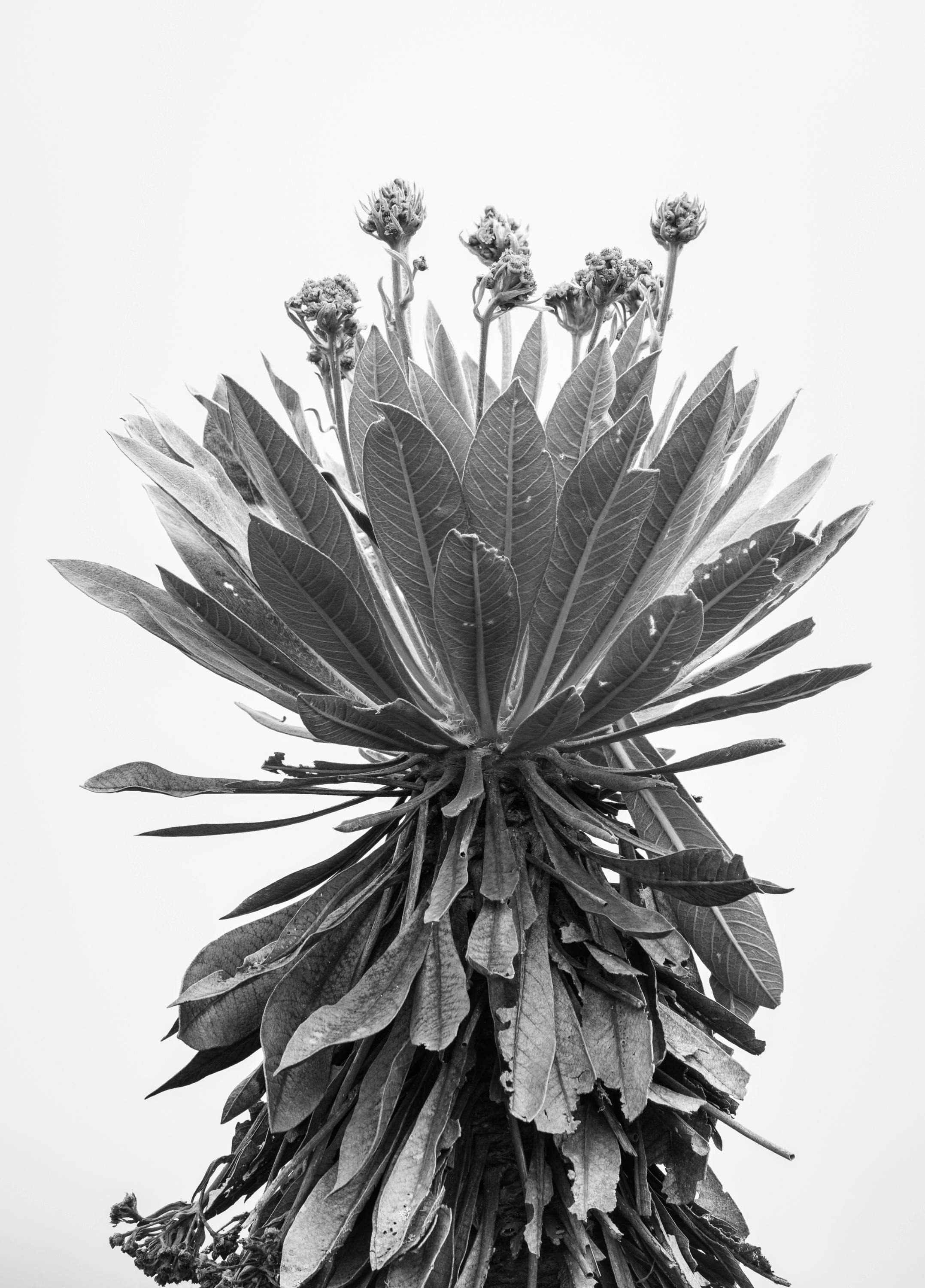 Frailejón · Free Stock Photo