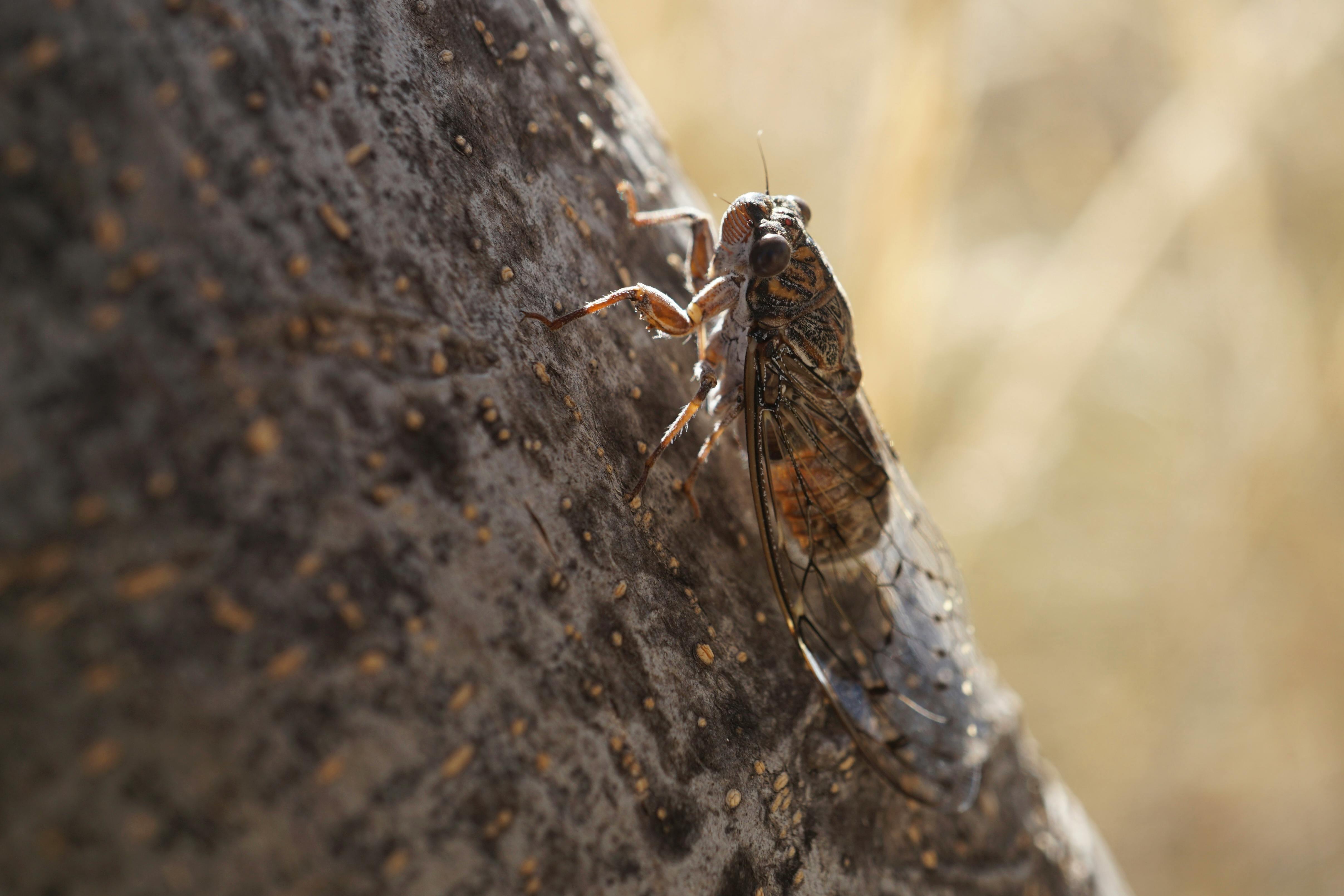 Close-up of a Cicada Sitting on a Tree Trunk · Free Stock Photo