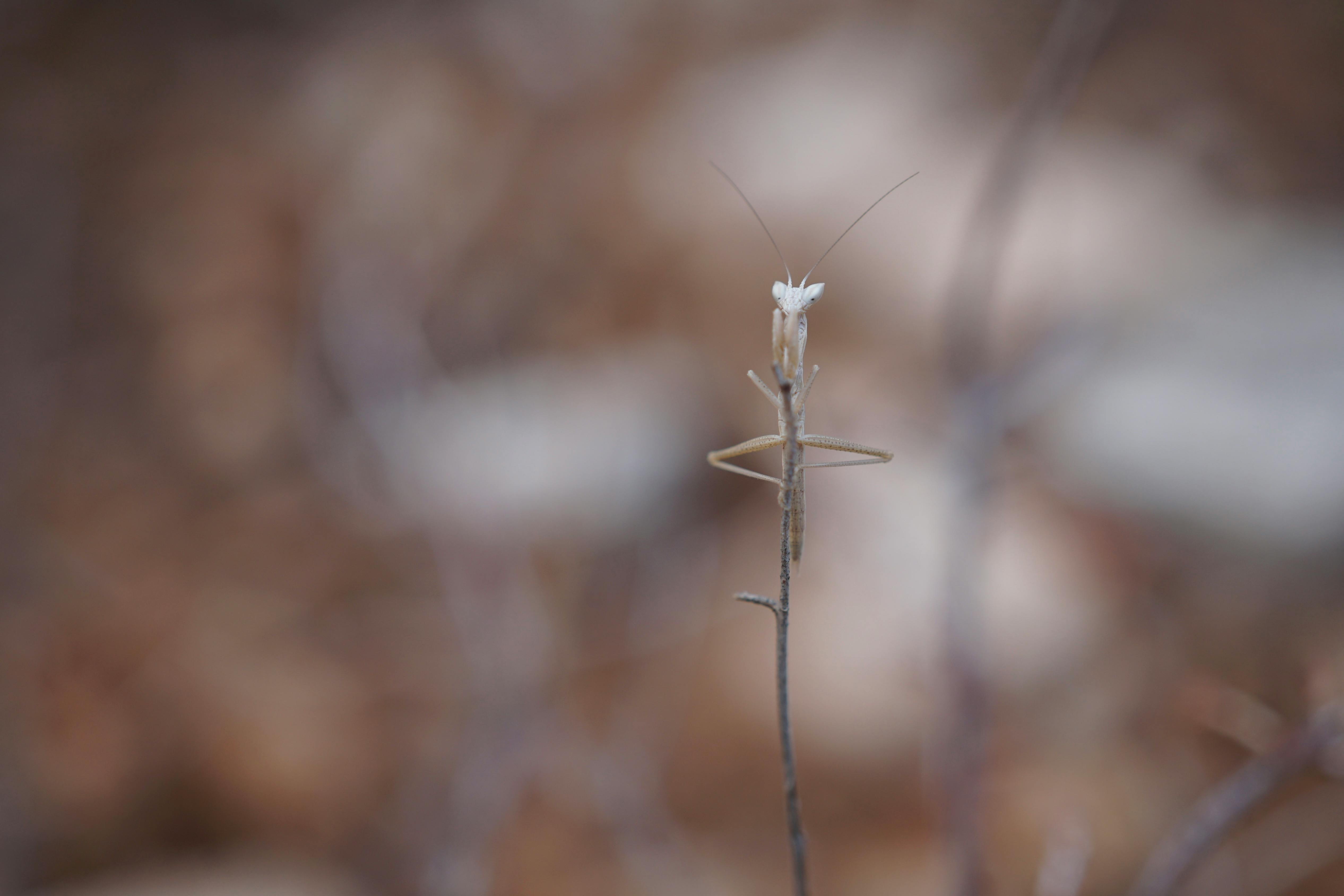 Brown Praying Mantis In Close-up Photography · Free Stock Photo