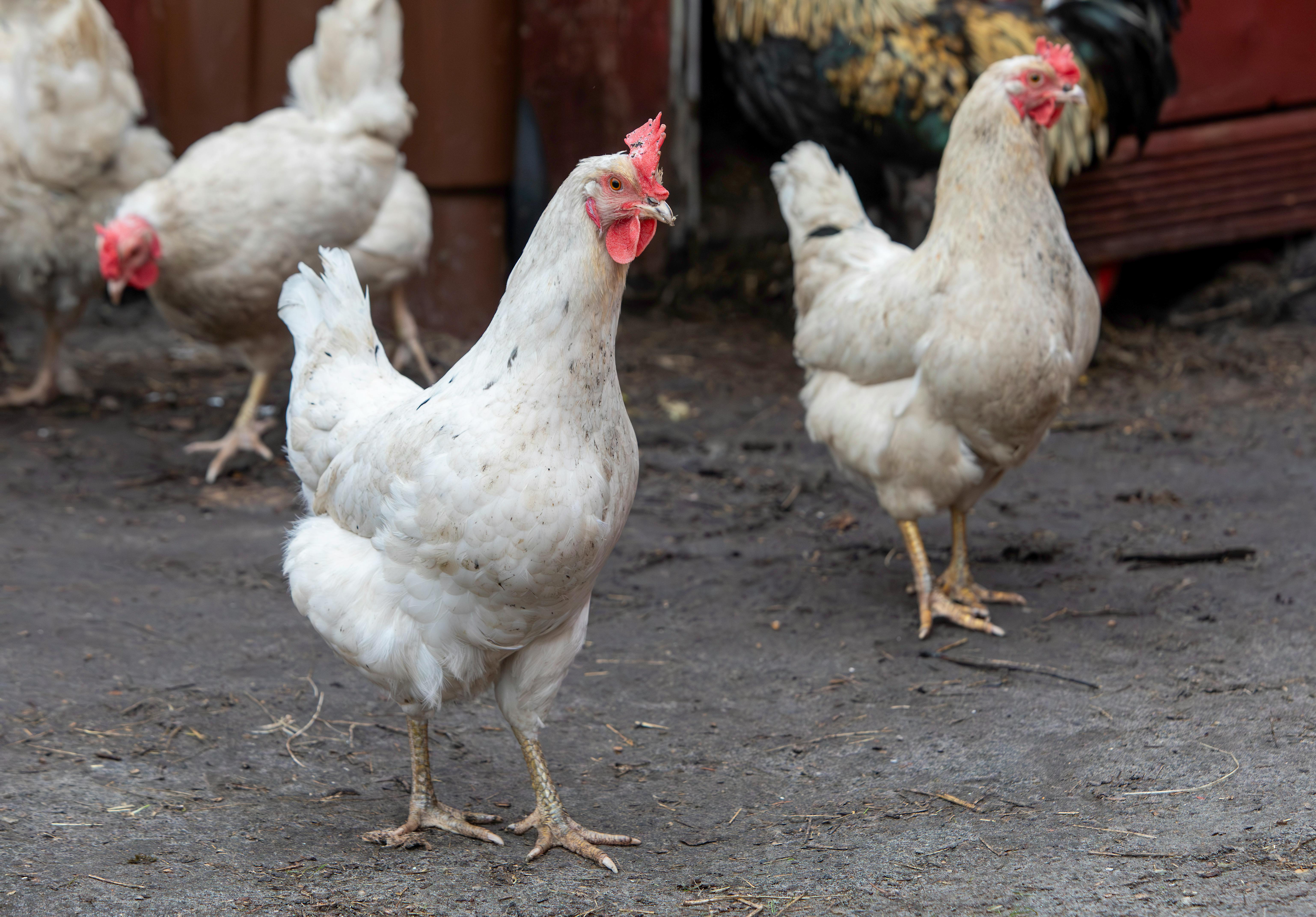 Flock Of Brown Hens · Free Stock Photo