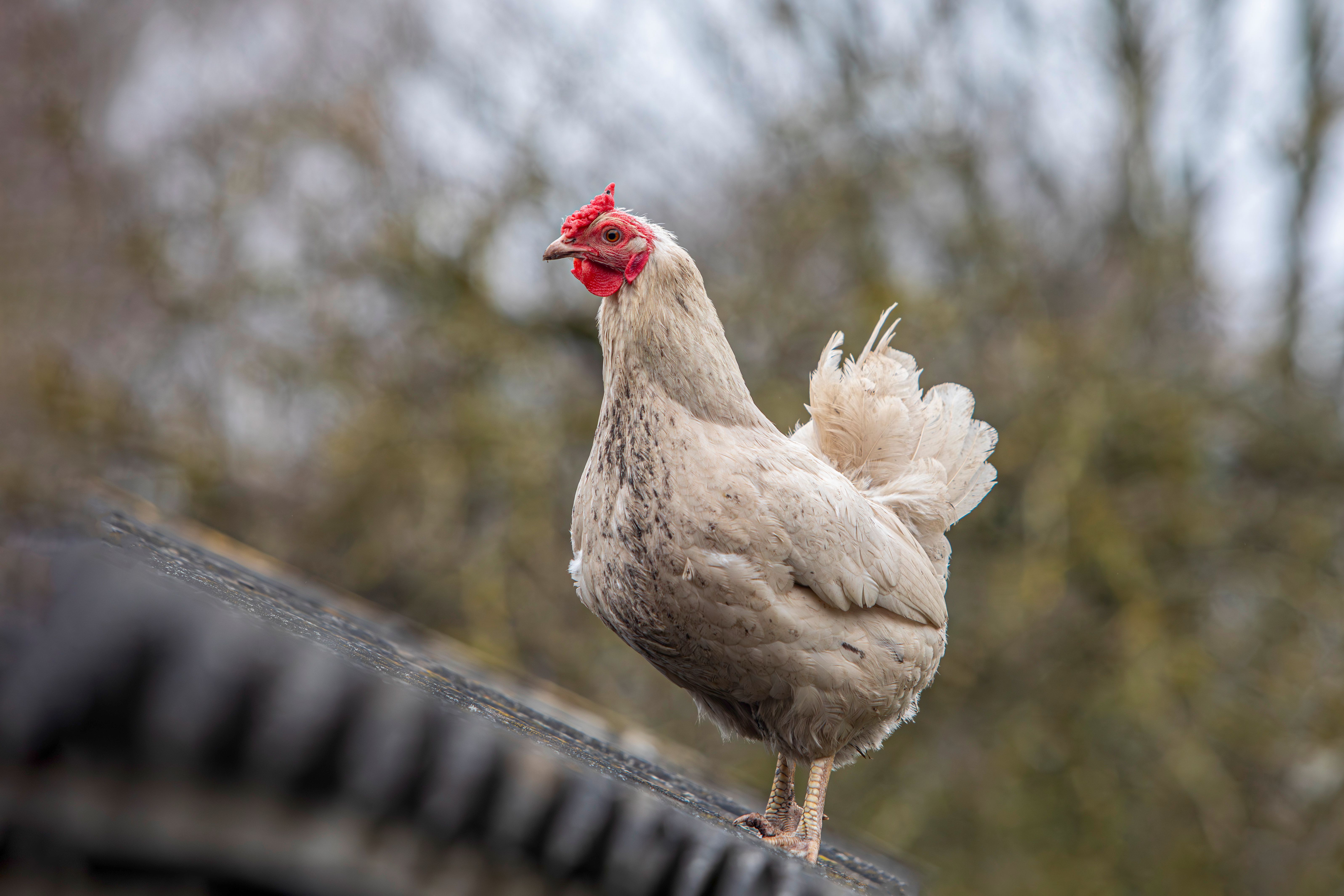 White Hen with Red Comb on Roof · Free Stock Photo