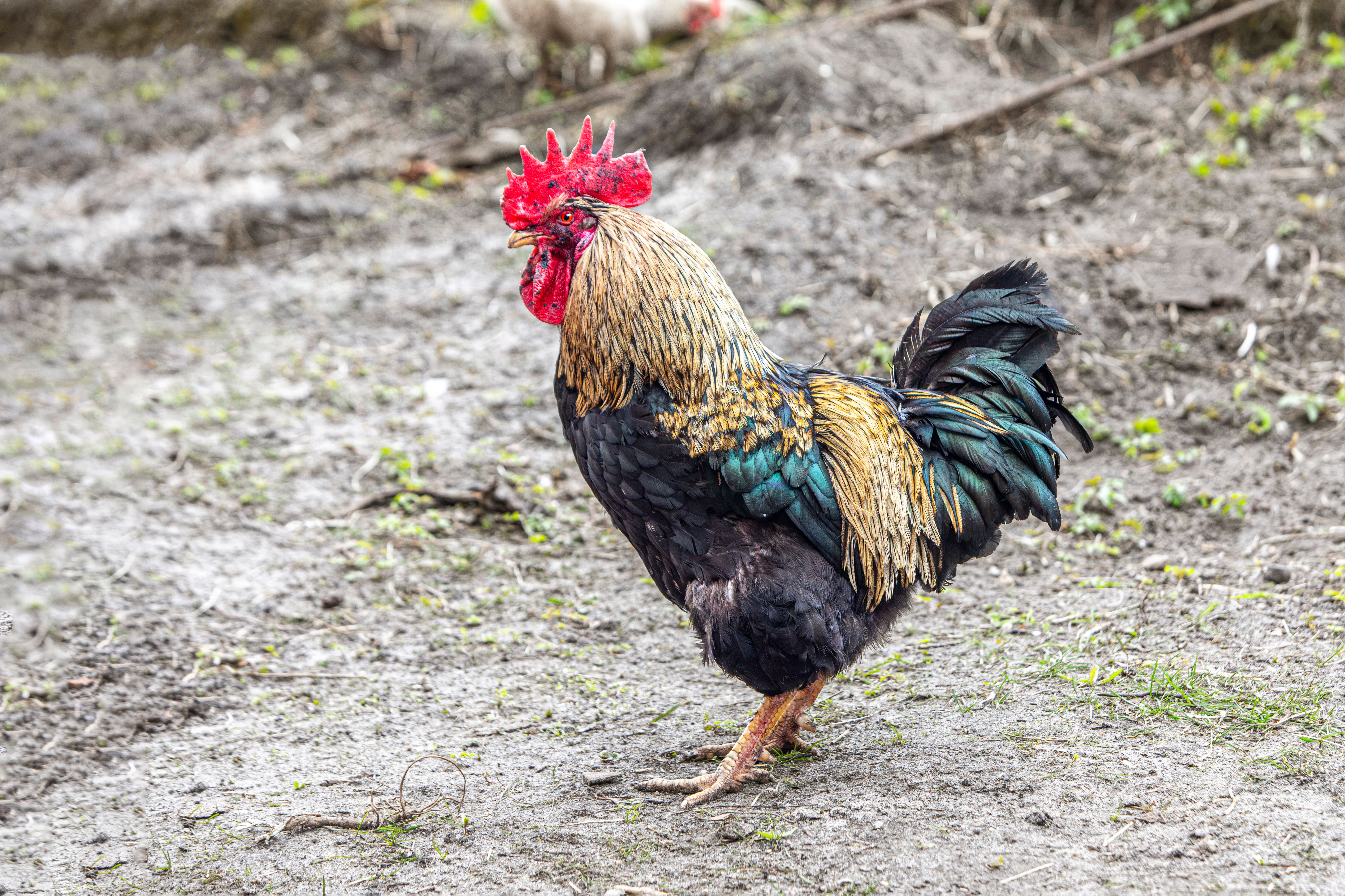 Photo of a Rooster on a Farm · Free Stock Photo