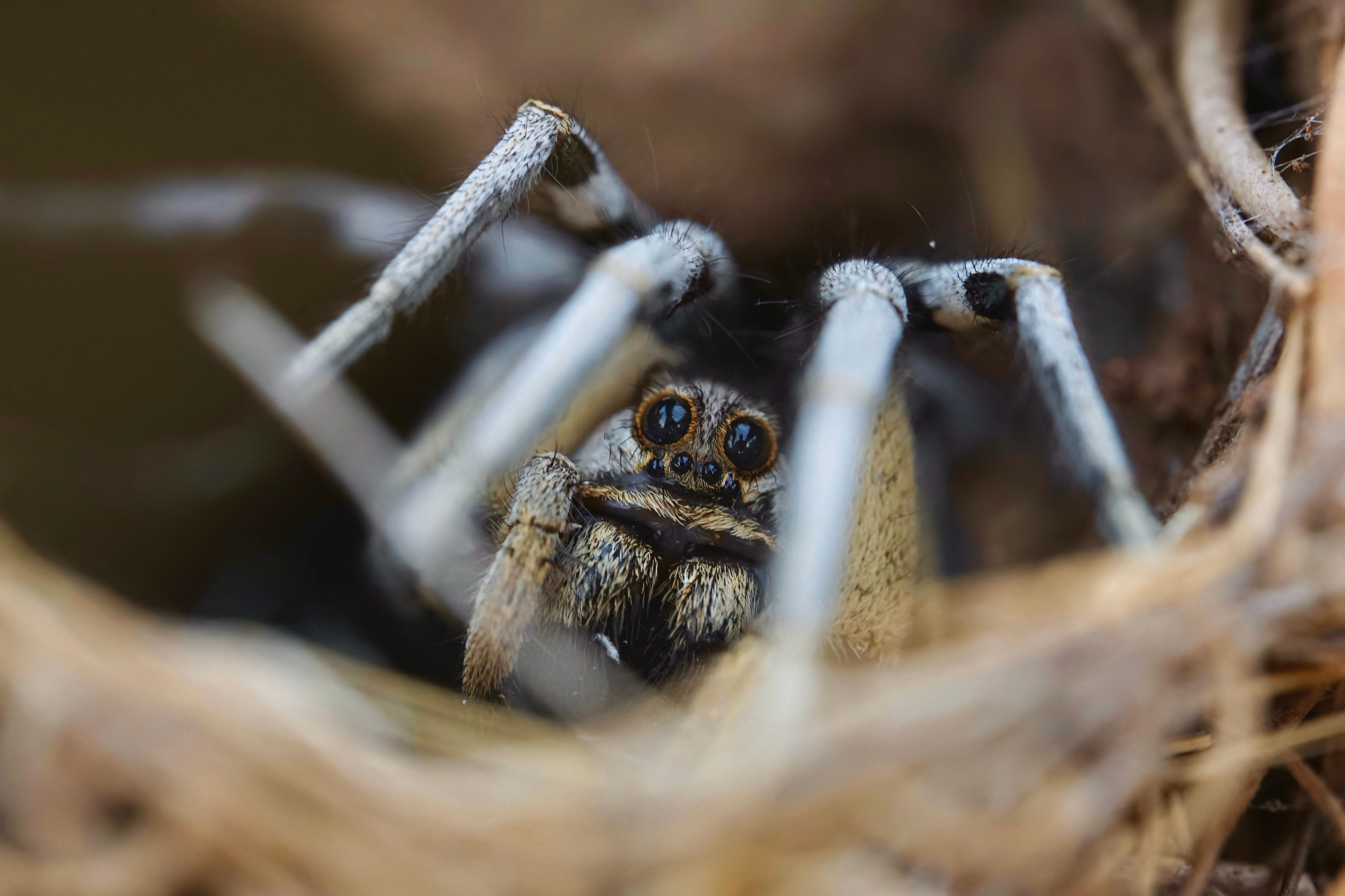 Tarántula ibérica (Lycosa hispanica) · Free Stock Photo
