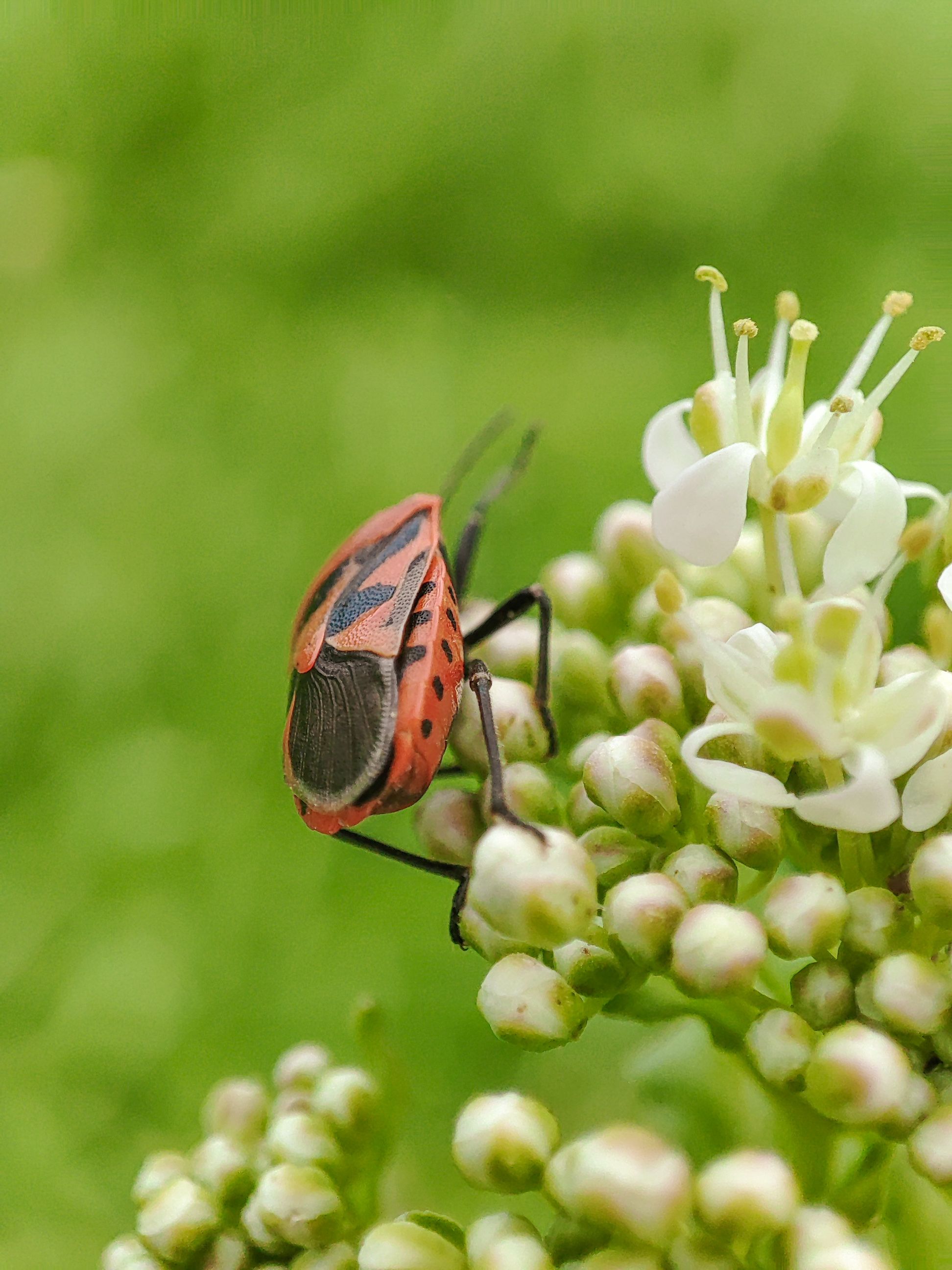 A red and black bug sitting on top of a white flower · Free Stock Photo