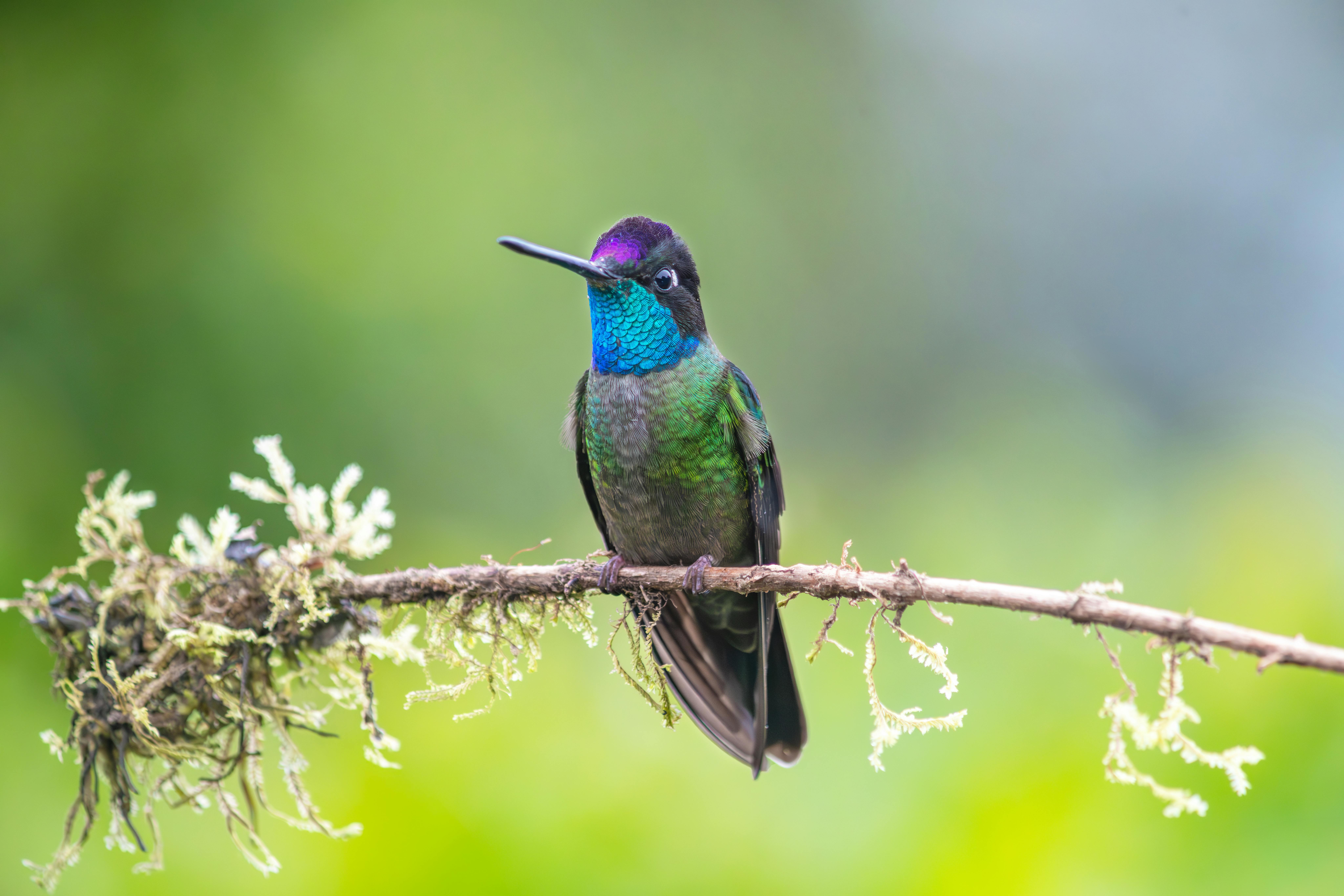 Beautiful Costa Rican Hummingbird on a Branch · Free Stock Photo
