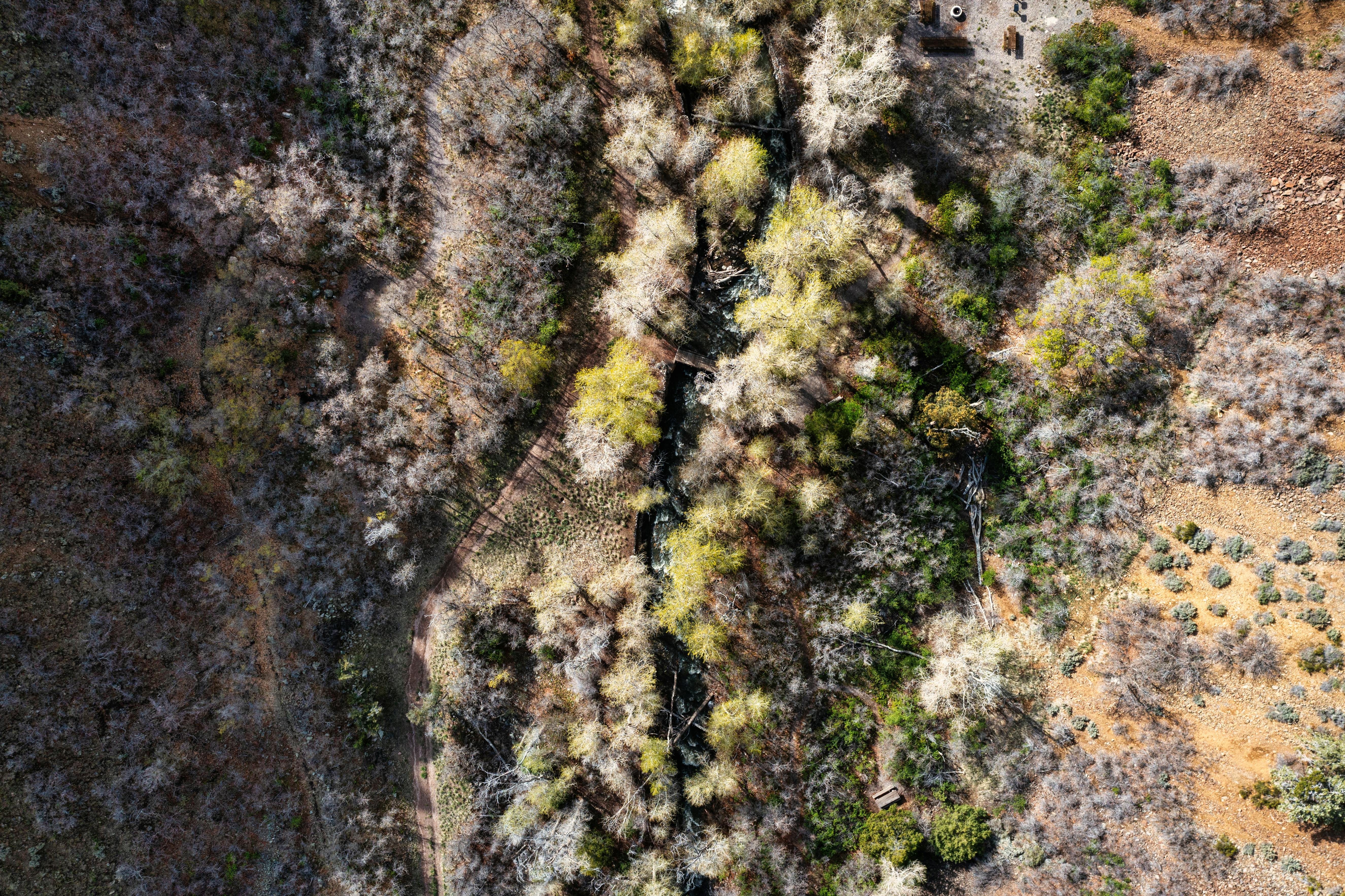 An aerial view of a forested area with trees · Free Stock Photo