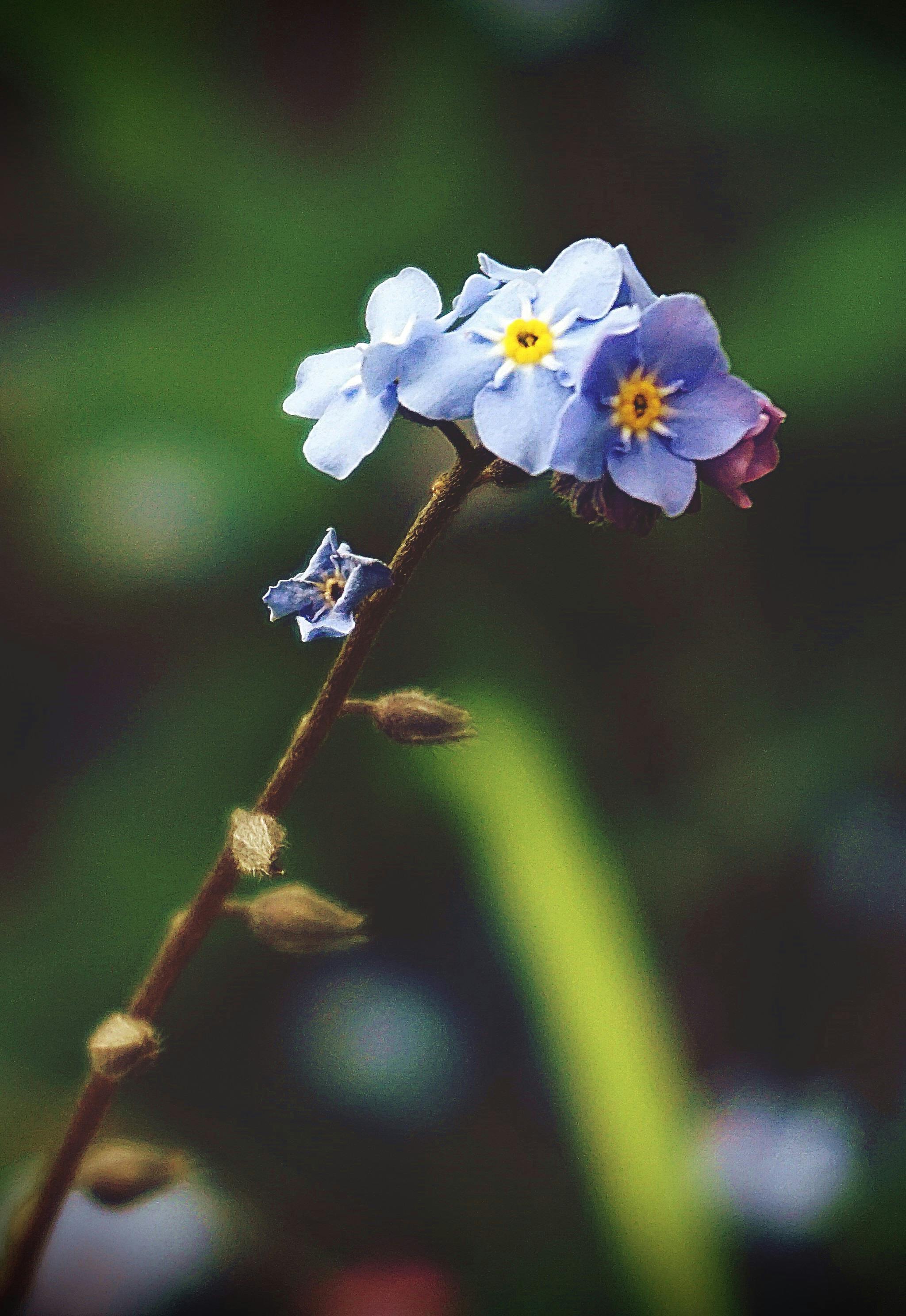 Free stock photo of blue flower, blue flowers, flora