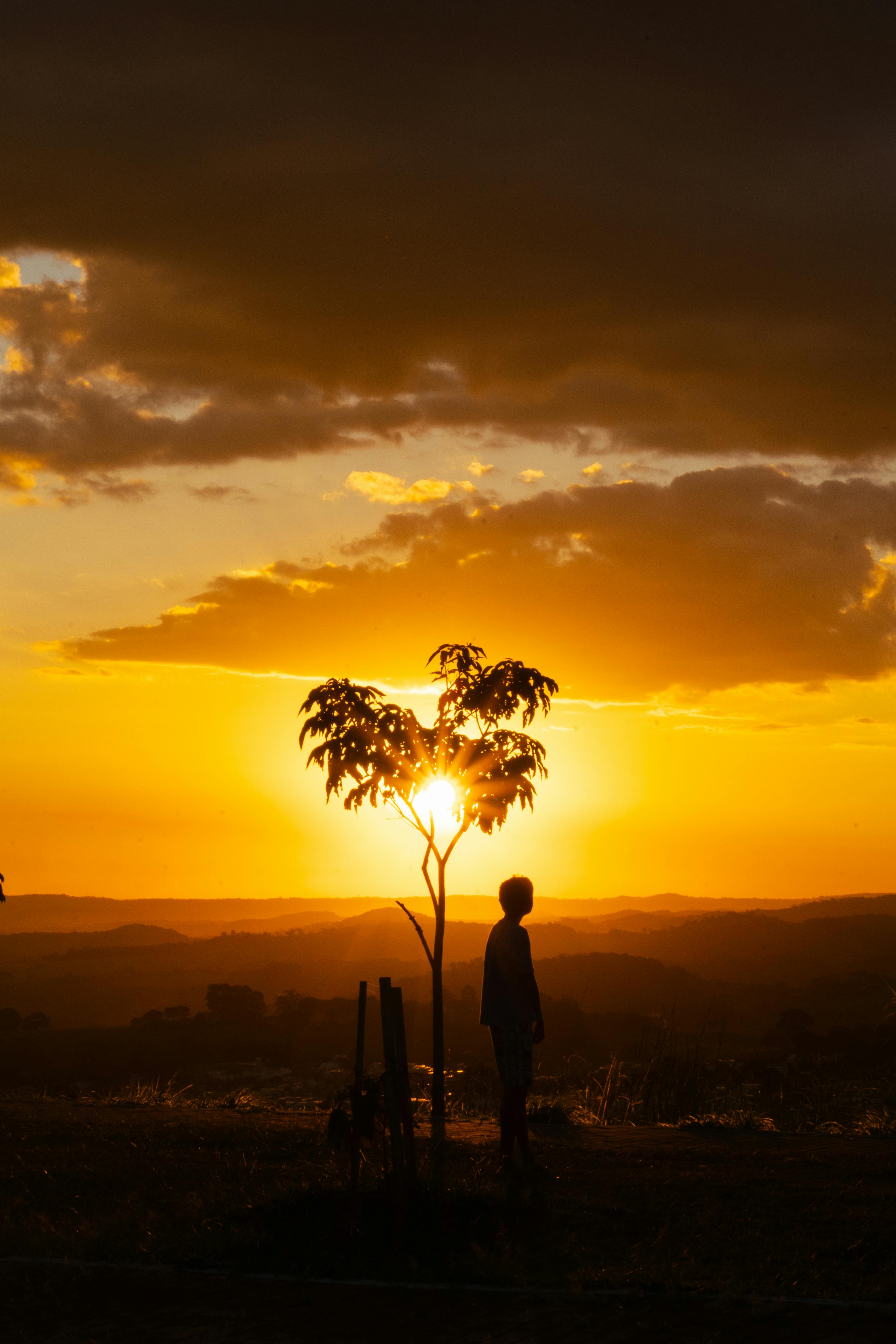 Tree Silhouette Photography