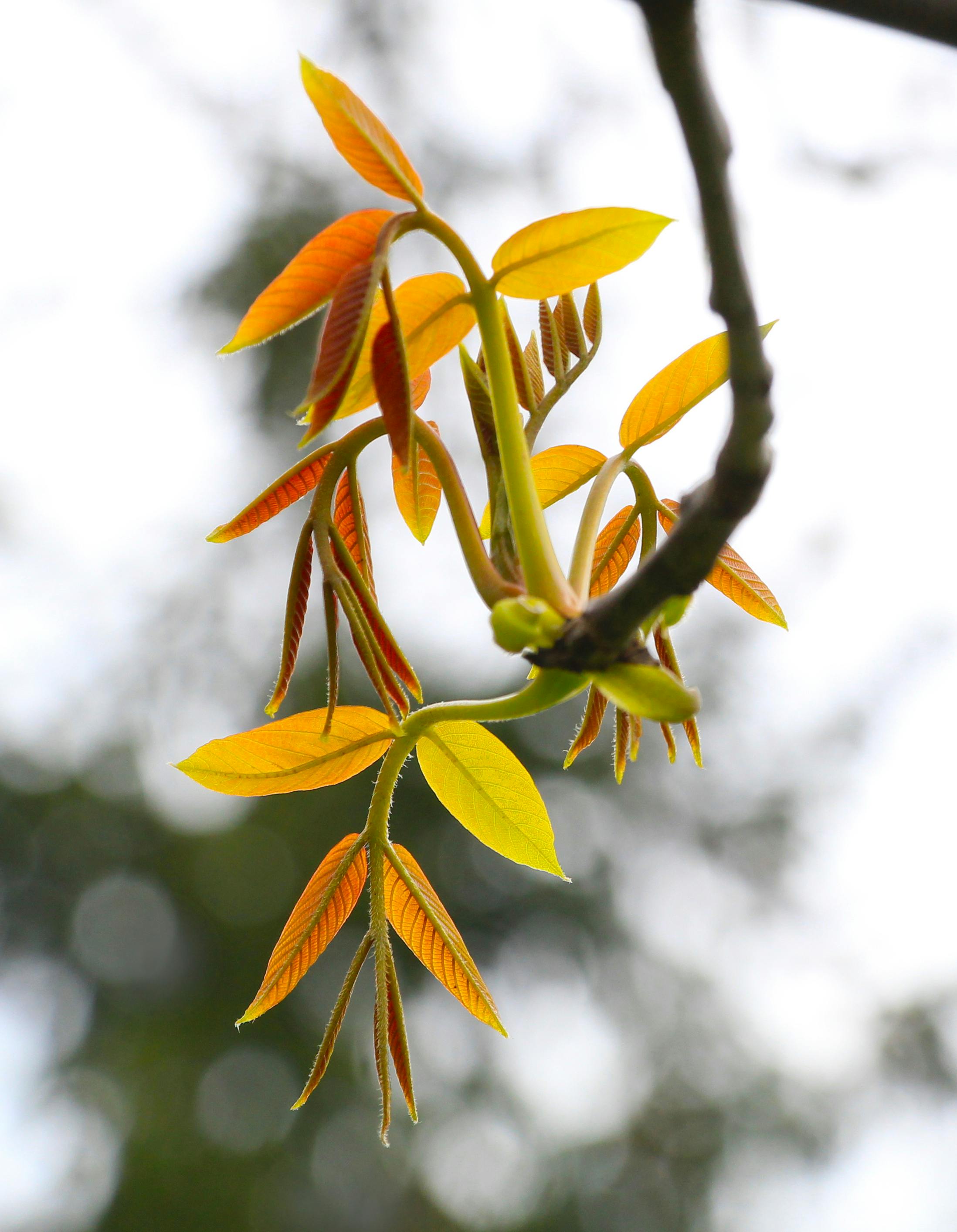 Spring Growth of Chestnut Tree · Free Stock Photo