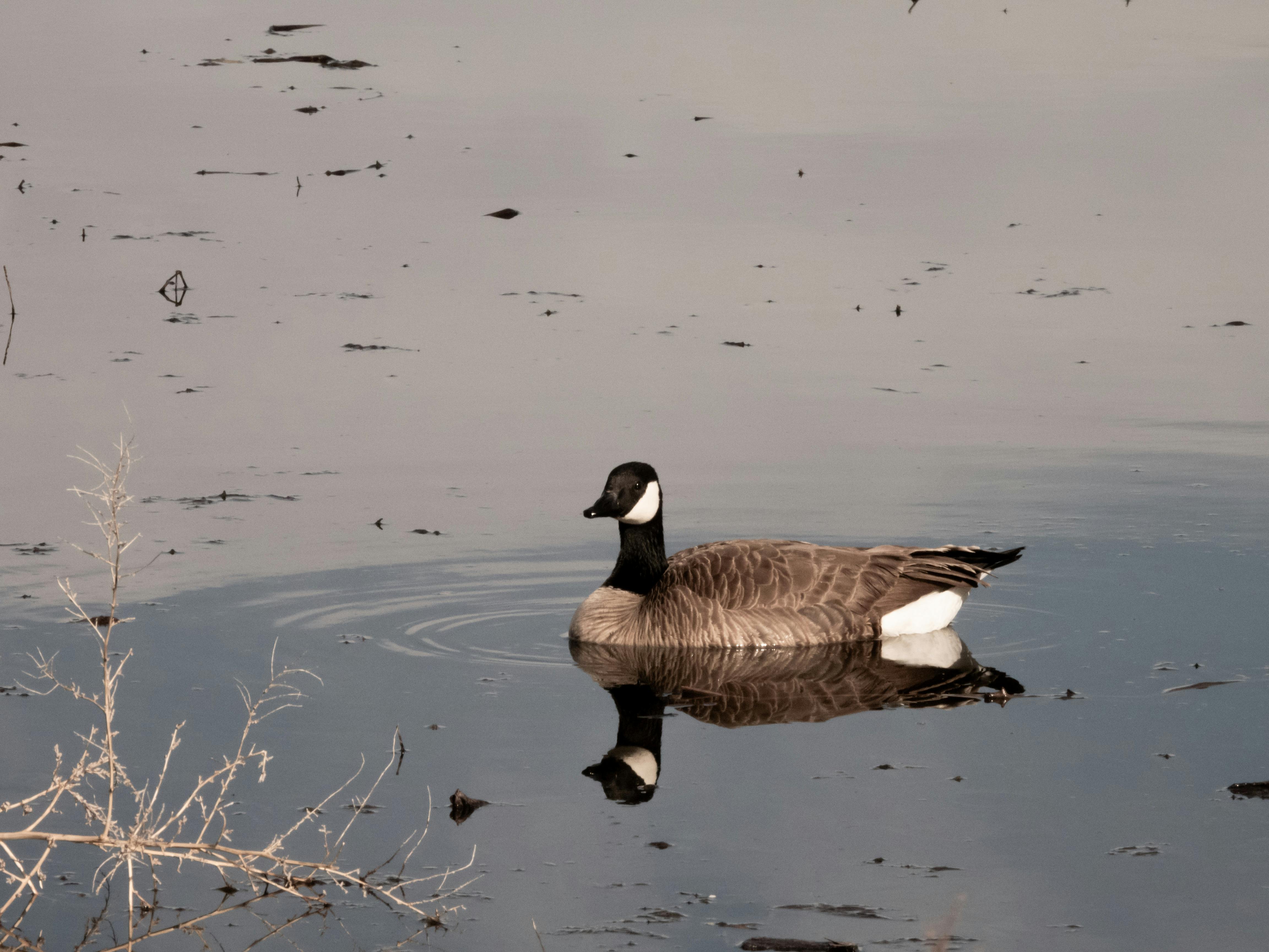 Goose on Lake · Free Stock Photo