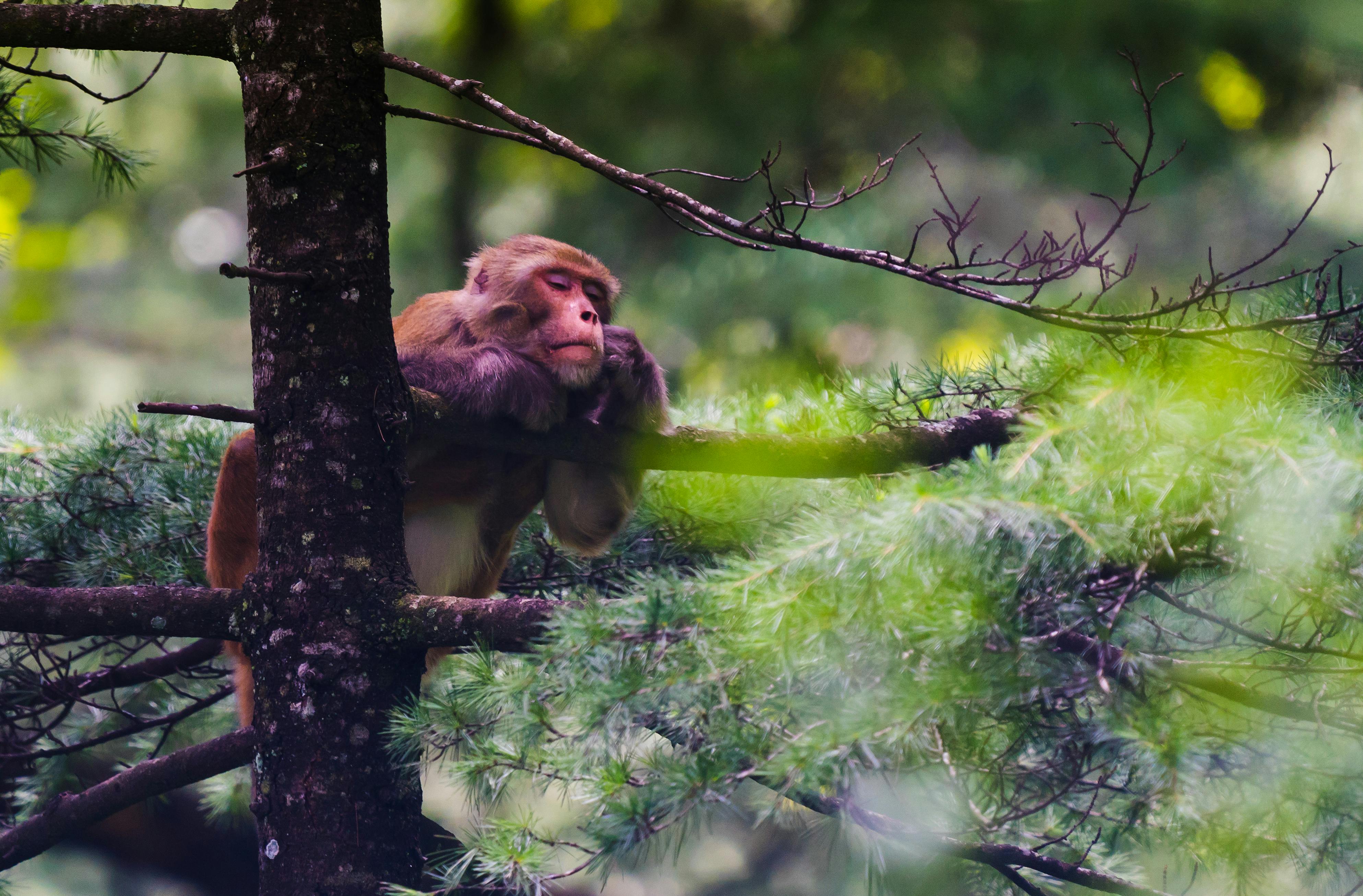 Devashish Gupta - 사진