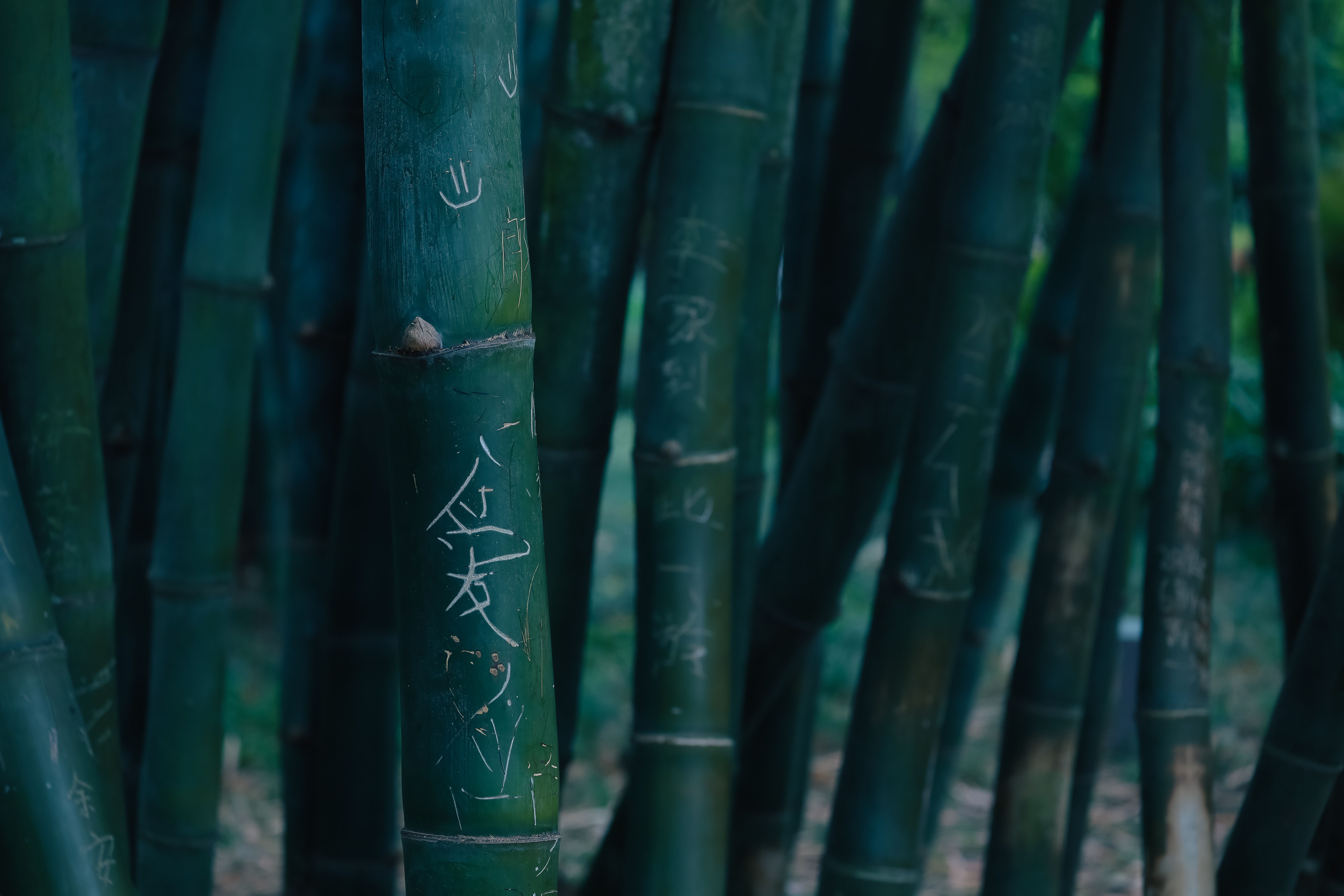 A group of bamboo trees with writing on them · Free Stock Photo