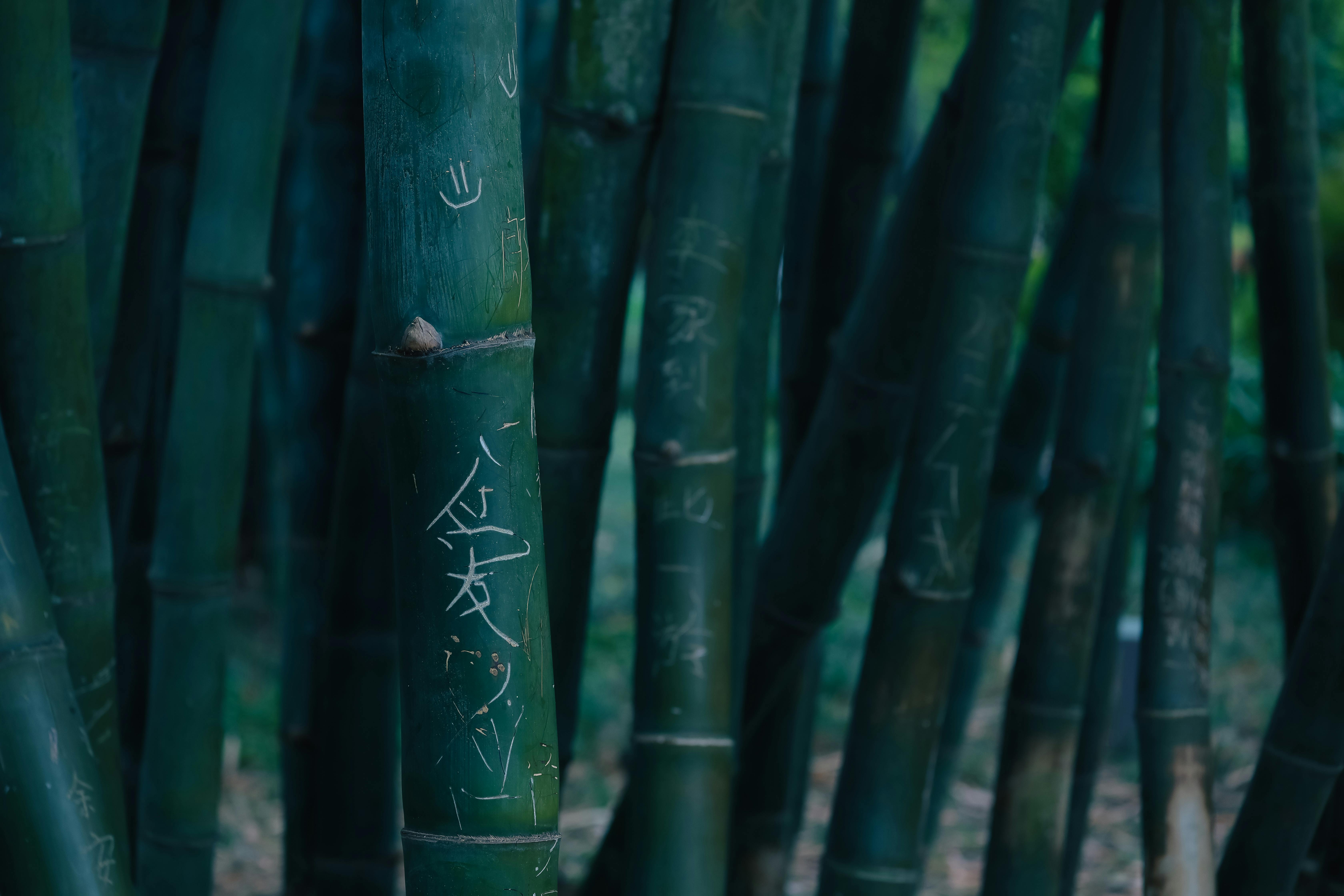 Carved Bamboo Photos, Download The BEST Free Carved Bamboo Stock Photos ...