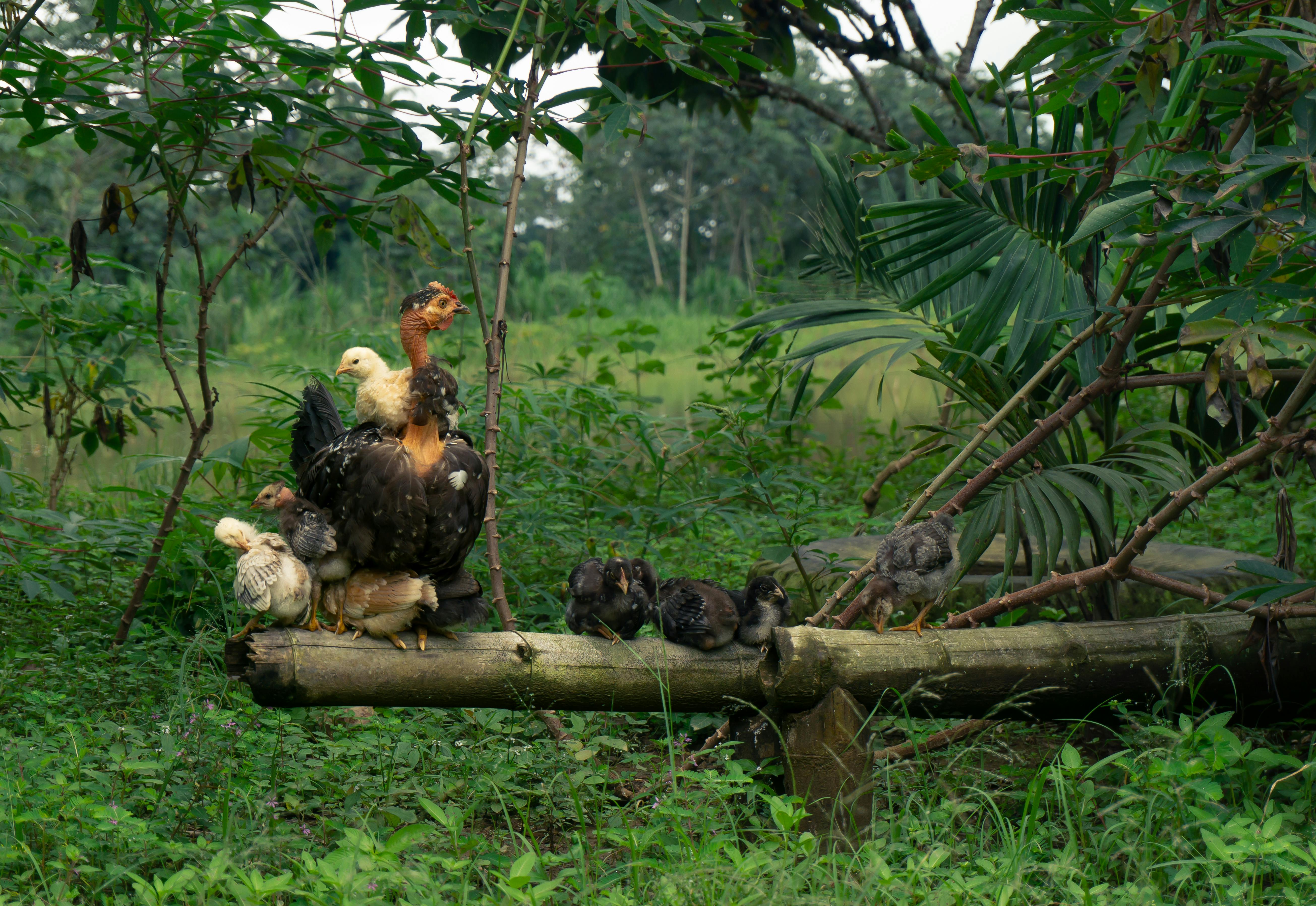 Wild Turkeys Perching in Forest · Free Stock Photo