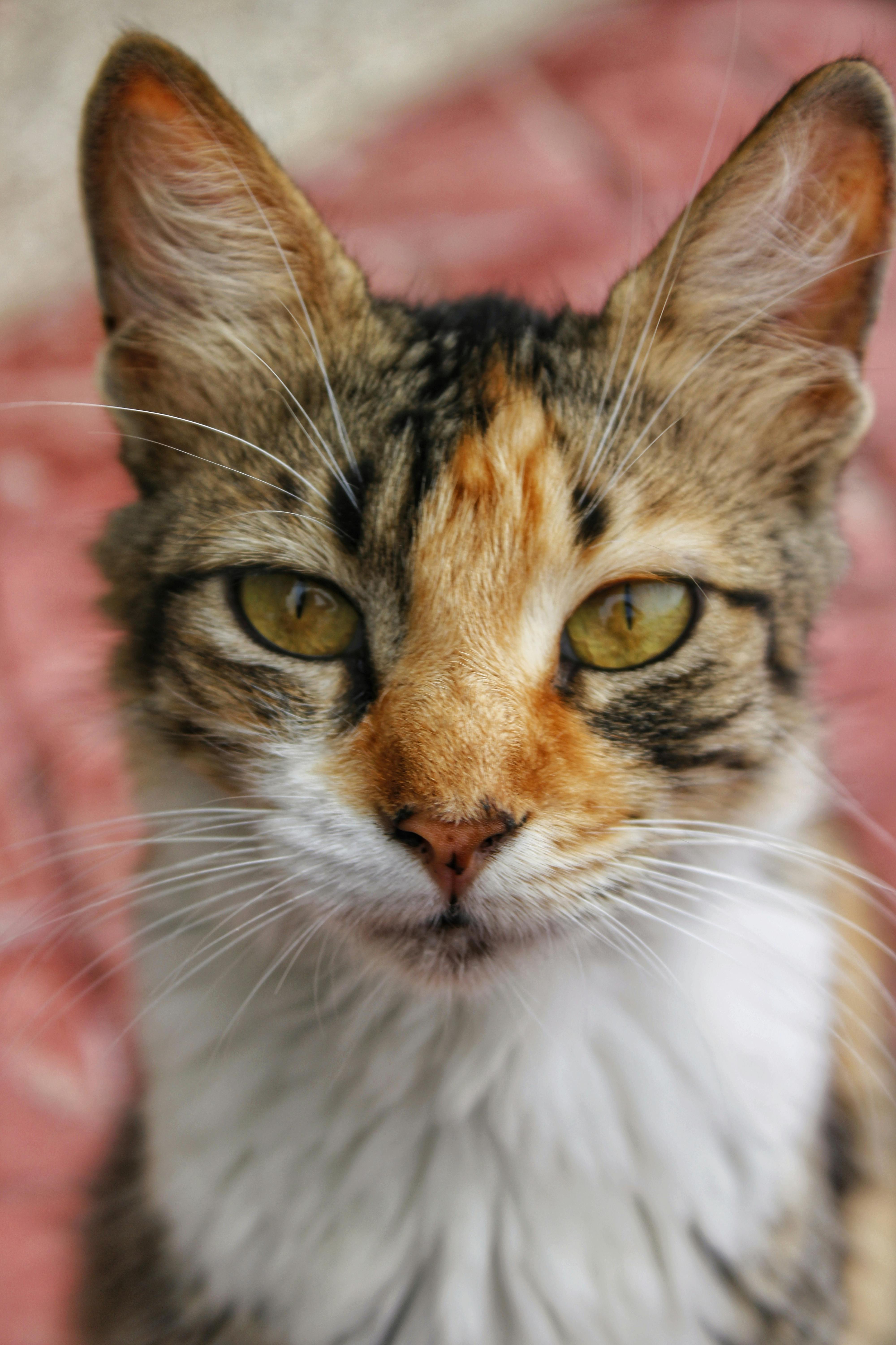 Cat Map Photos, Download The BEST Free Cat Map Stock Photos & HD Images