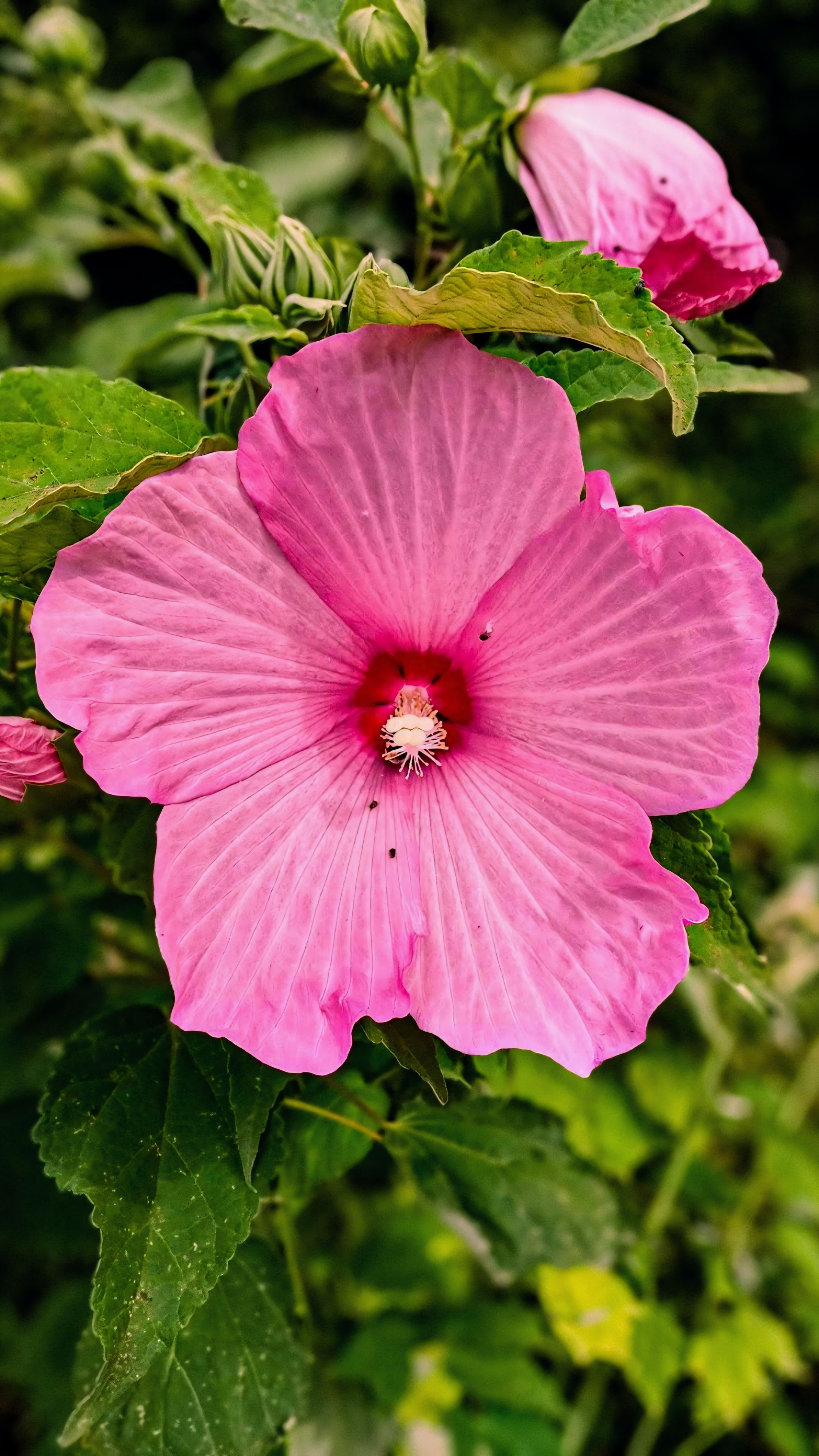 Pink Hibiscus Flower · Free Stock Photo