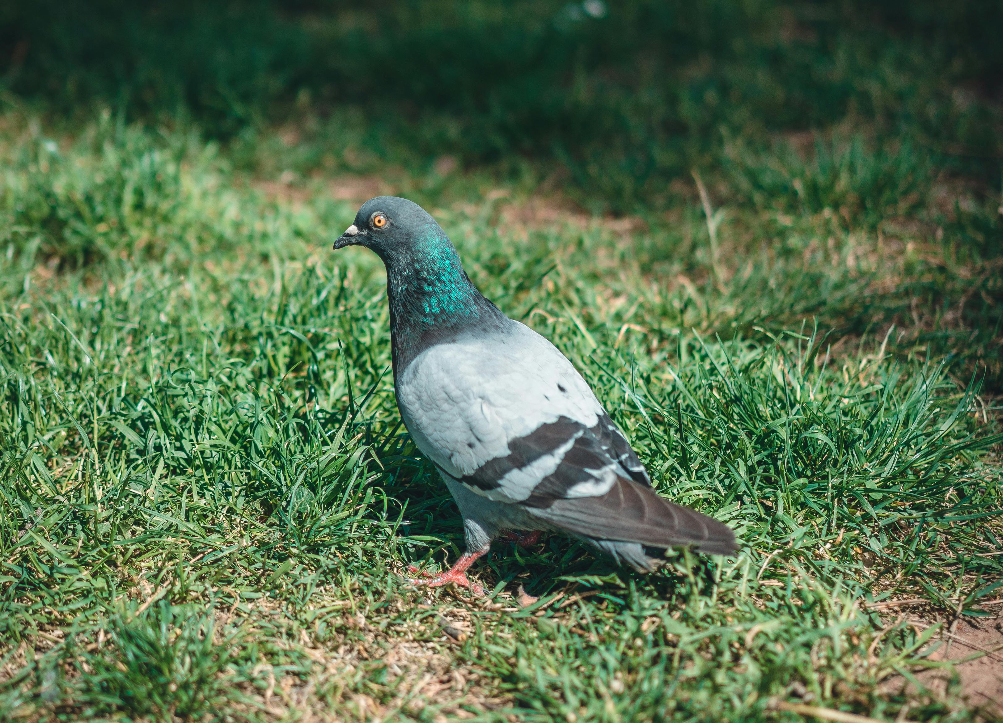 Rock Dove on Ground · Free Stock Photo