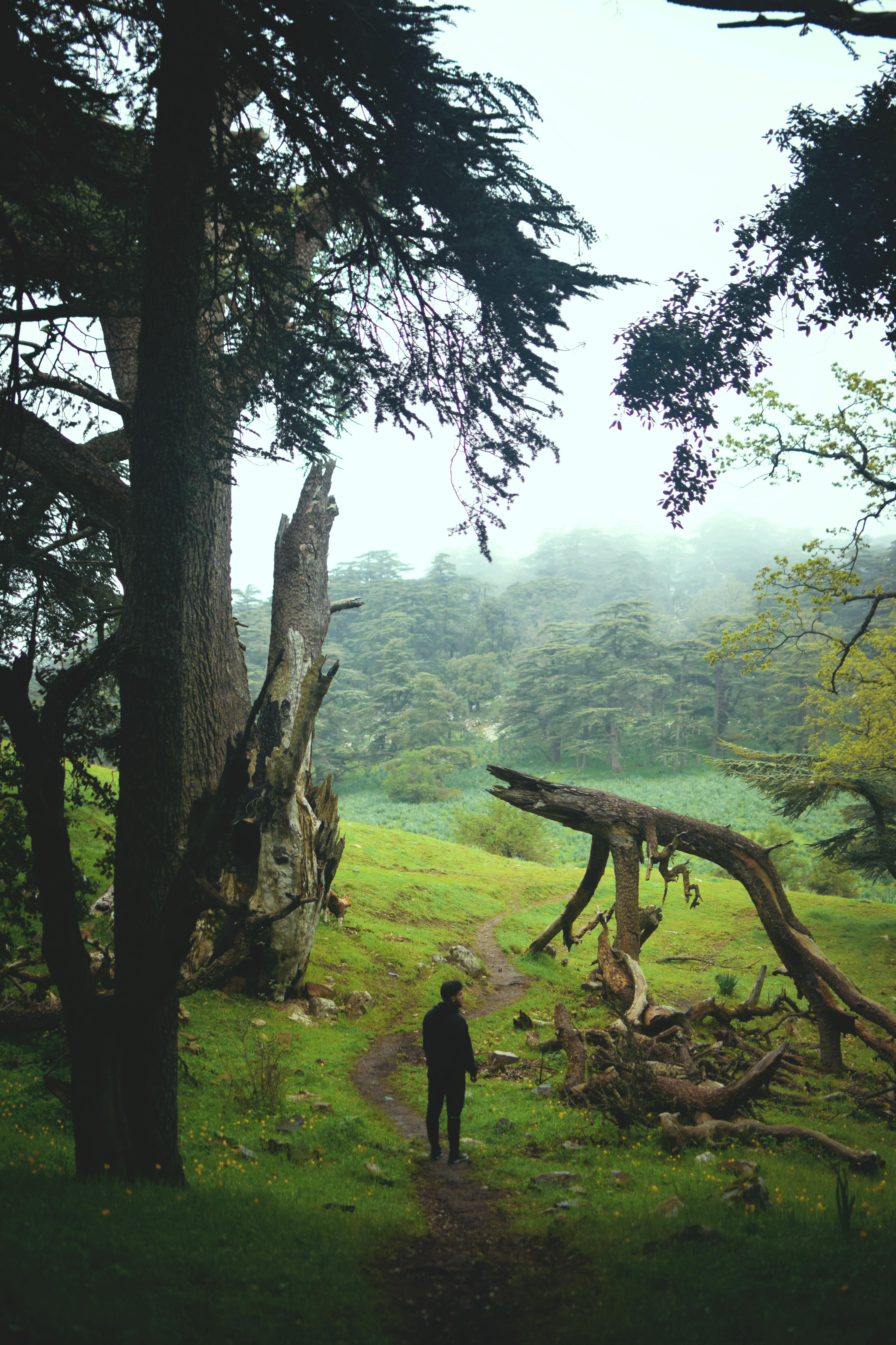 Person Standing Beside Tree Branch · Free Stock Photo