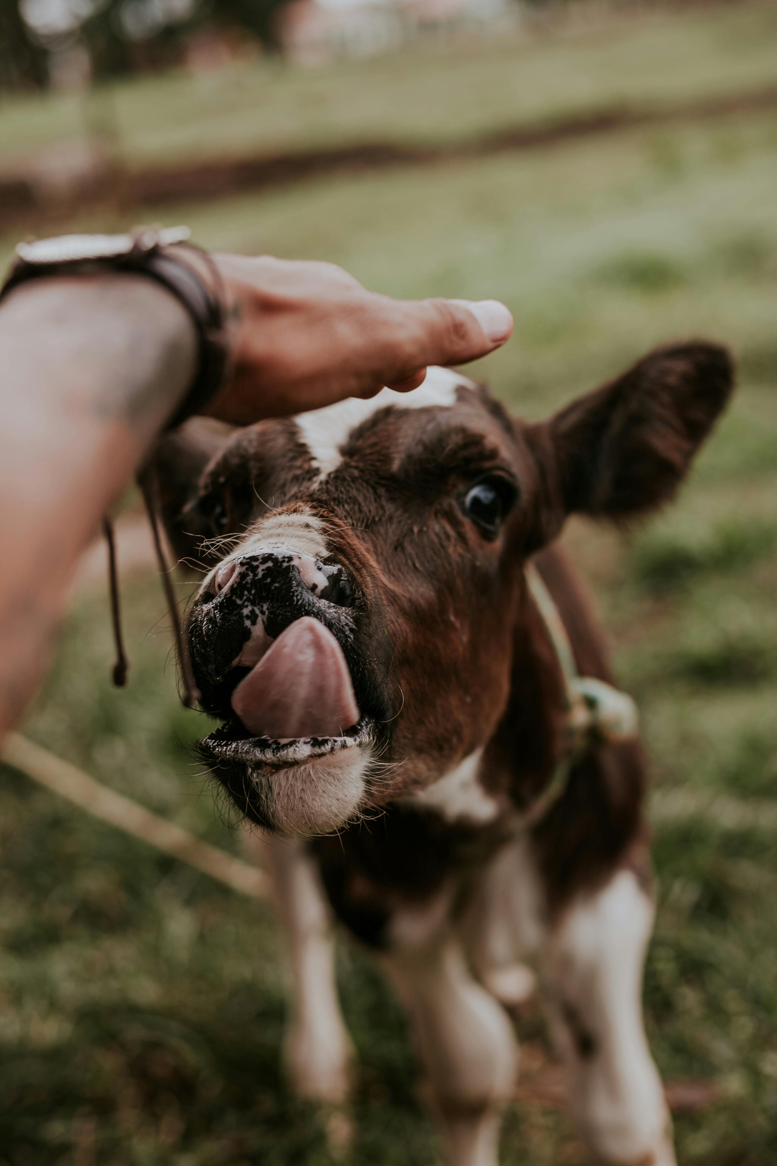 Fotografía De Enfoque De Vaca Marrón · Fotos de stock gratuitas