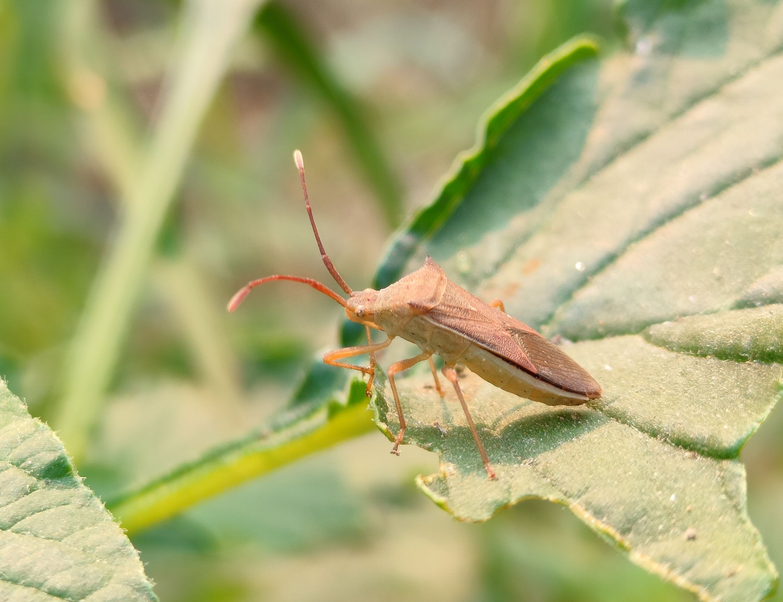 Close-up of a Bug Sitting on a Green Leaf · Free Stock Photo