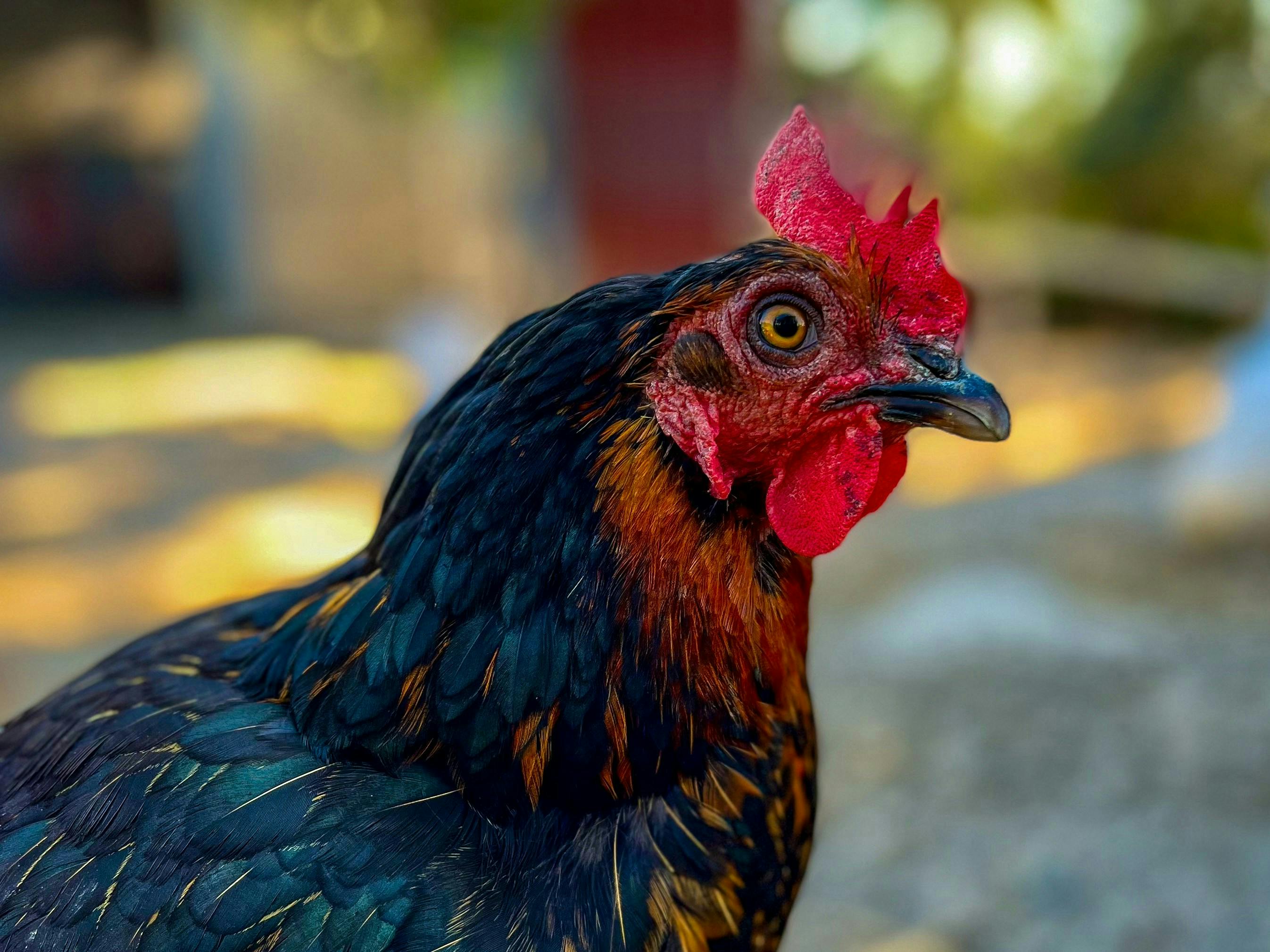 Portrait of Hen · Free Stock Photo