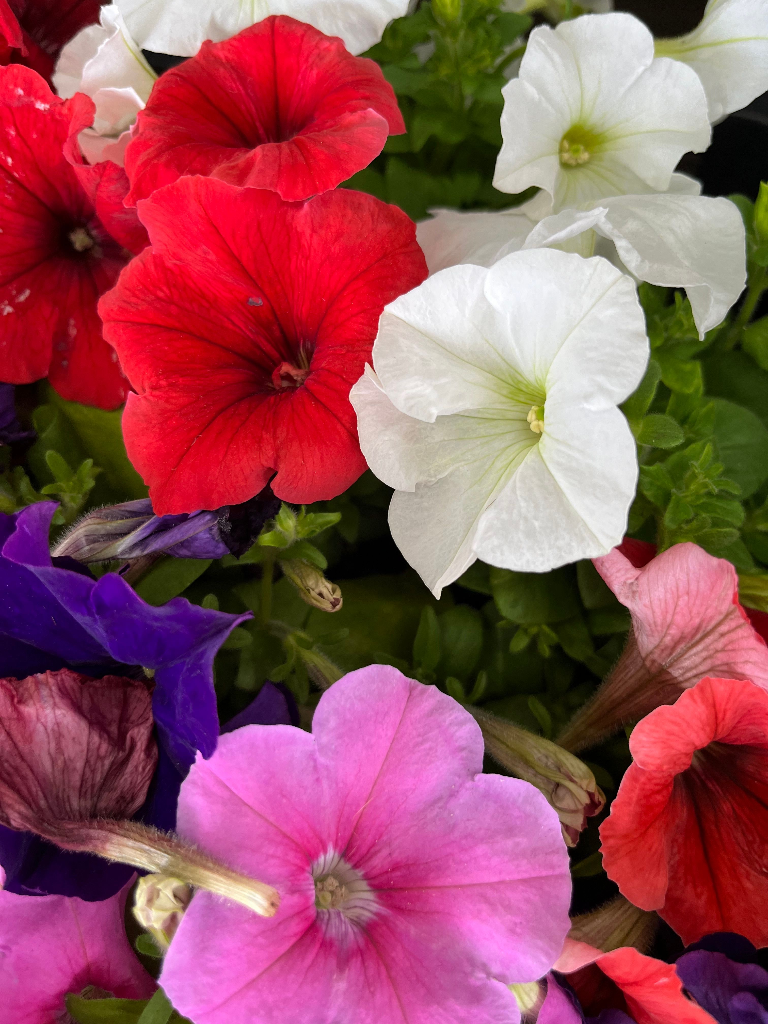 Red Petaled Flowers · Free Stock Photo