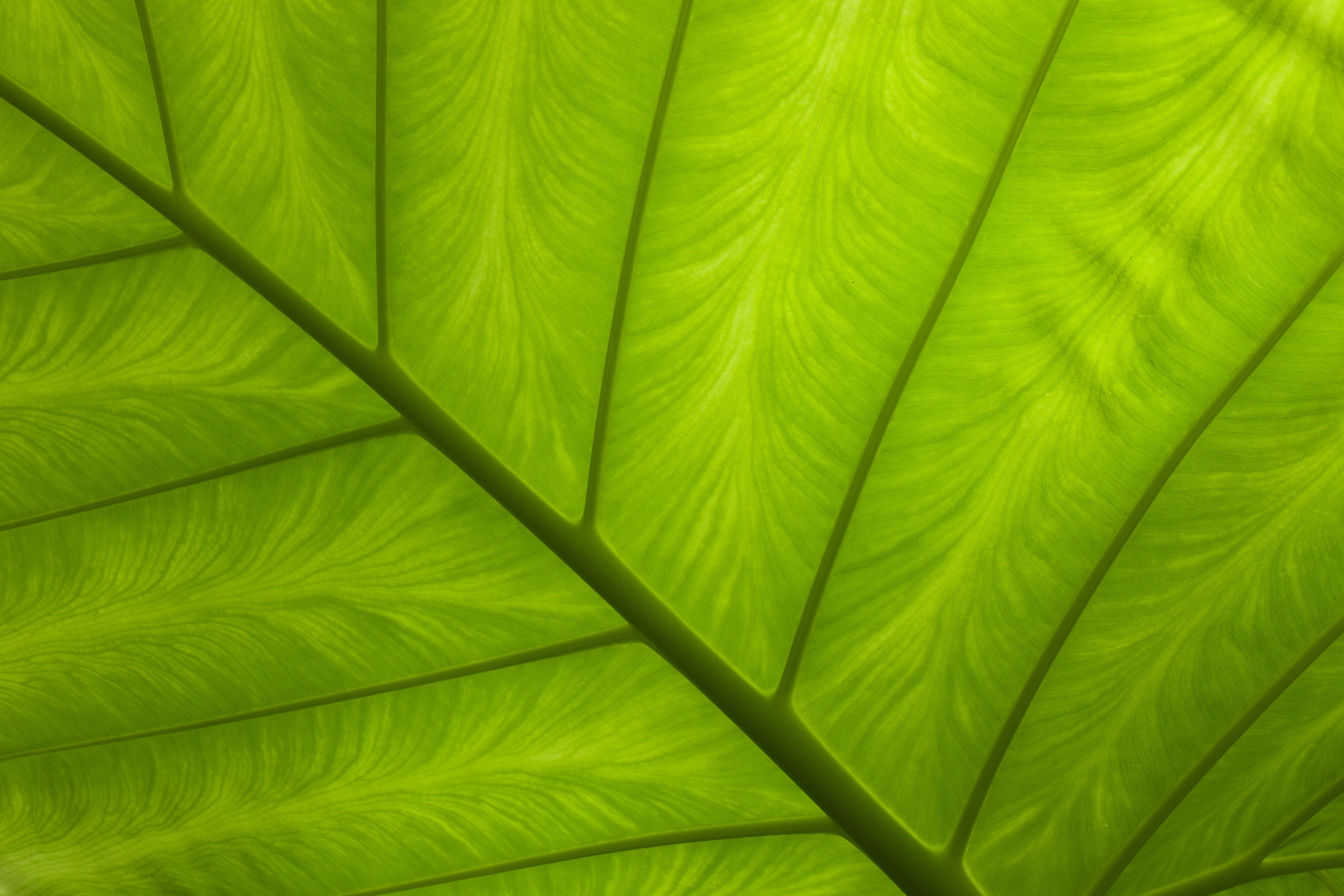 Green Leaf · Free Stock Photo