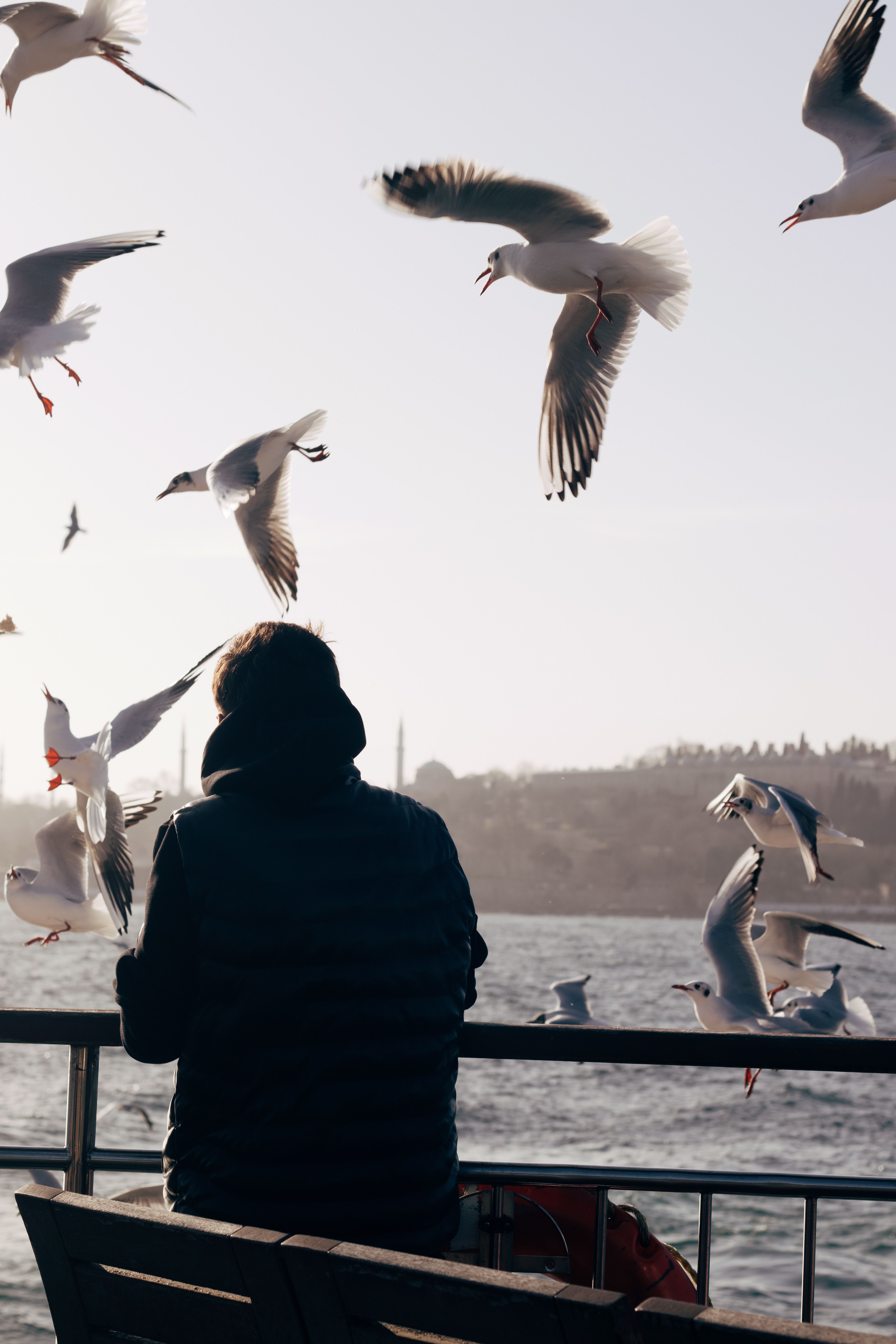 A person sitting on a bench watching birds fly around · Free Stock Photo