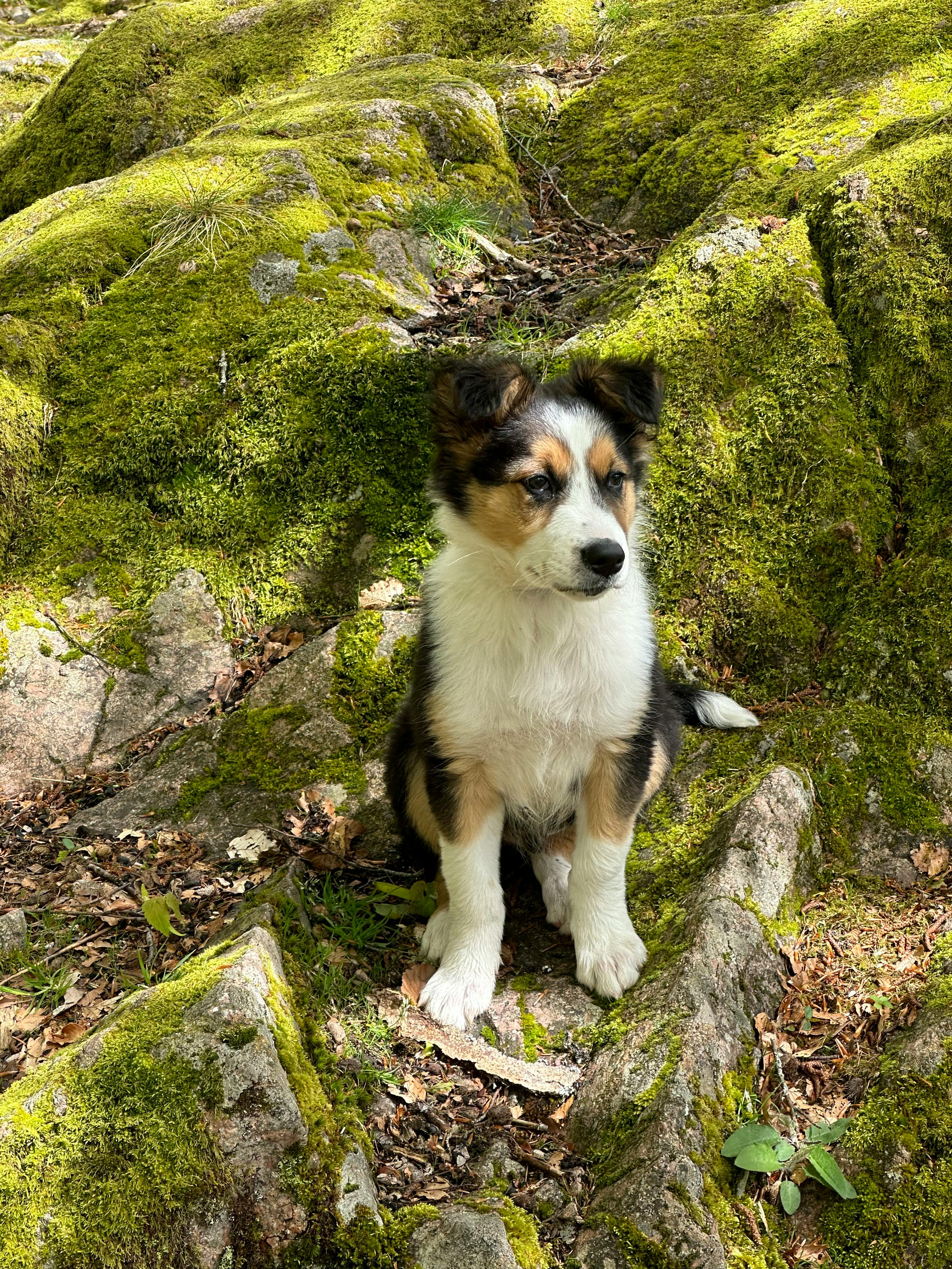 Photo Of Brown Dog Sitting On Road · Free Stock Photo