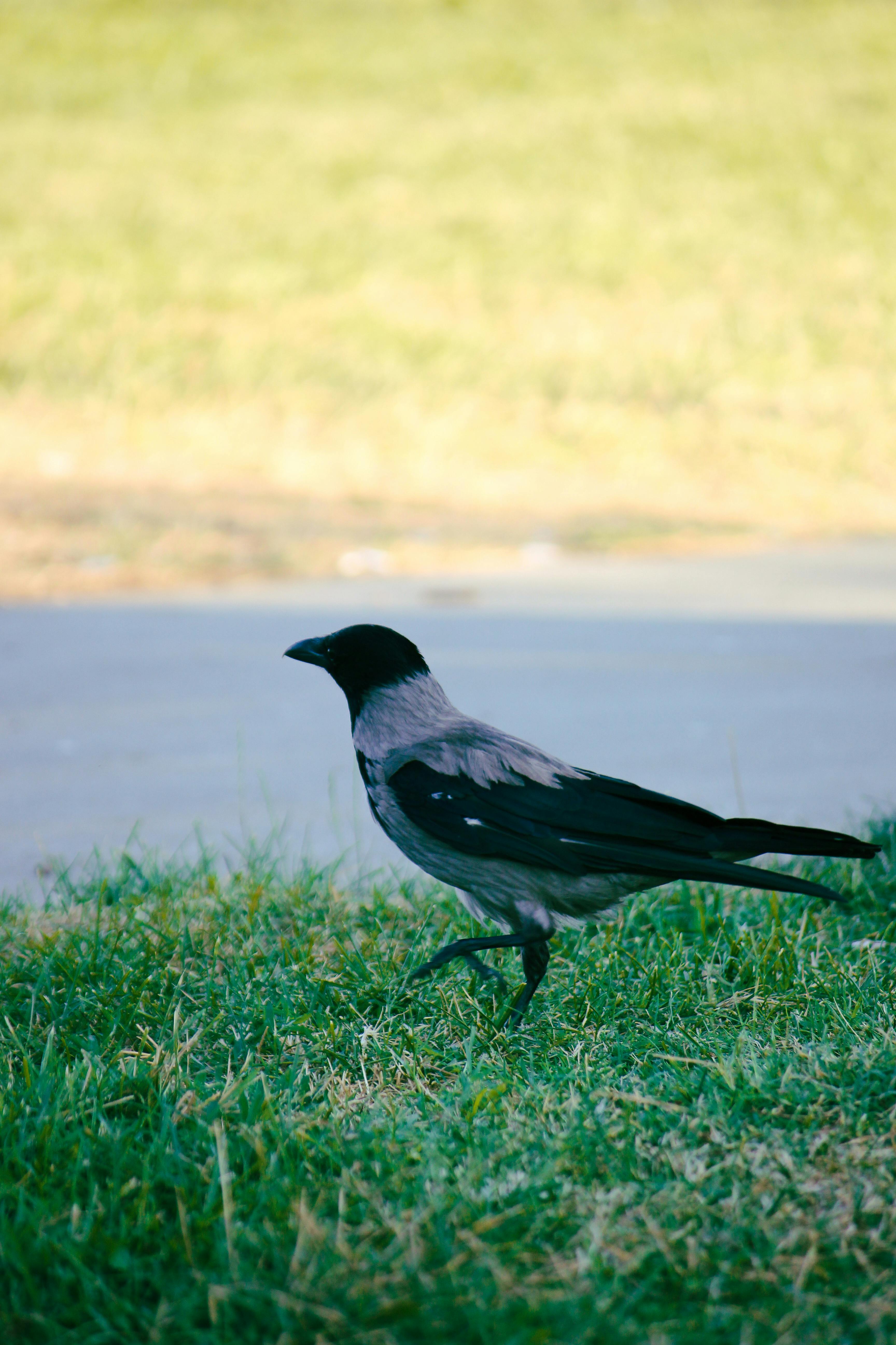 Crow Walking Grass · Free Stock Photo