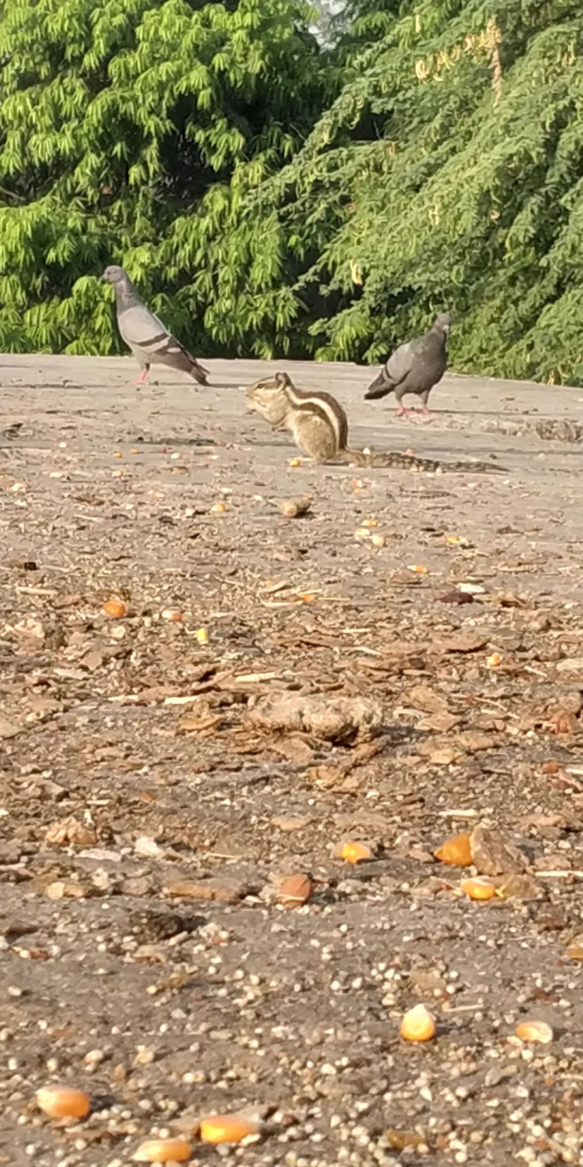 pigeons & squirrel 3 Photos & Videos Collected by Ashok kumar Shah